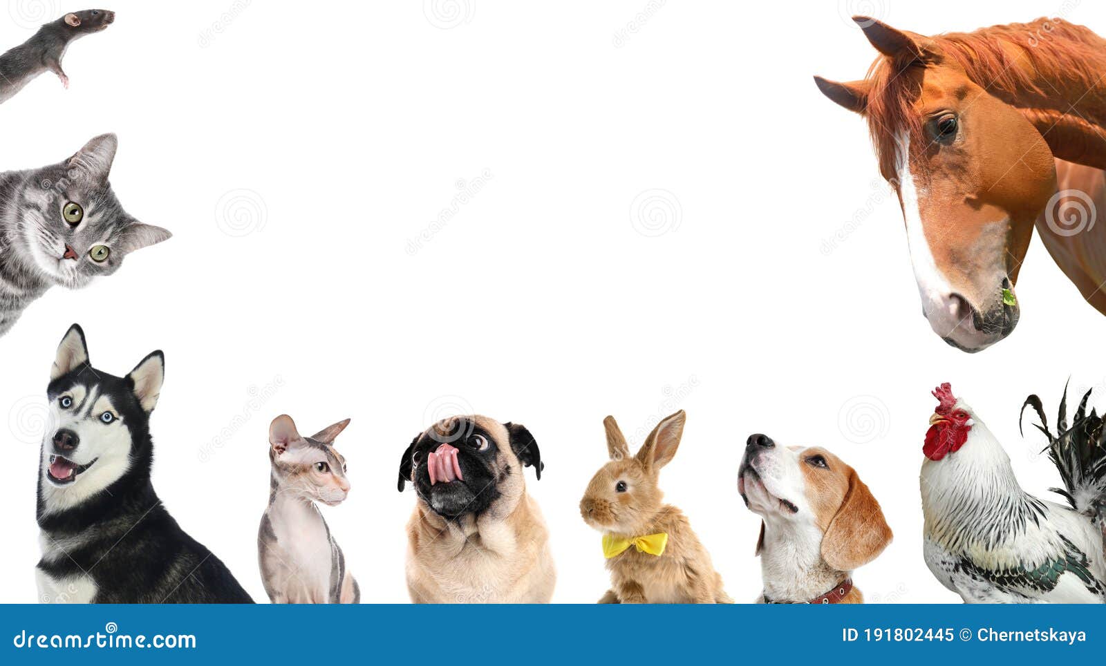 Dog Cat Rabbit Horse Together Photos - Free & Royalty-Free Stock Photos ...