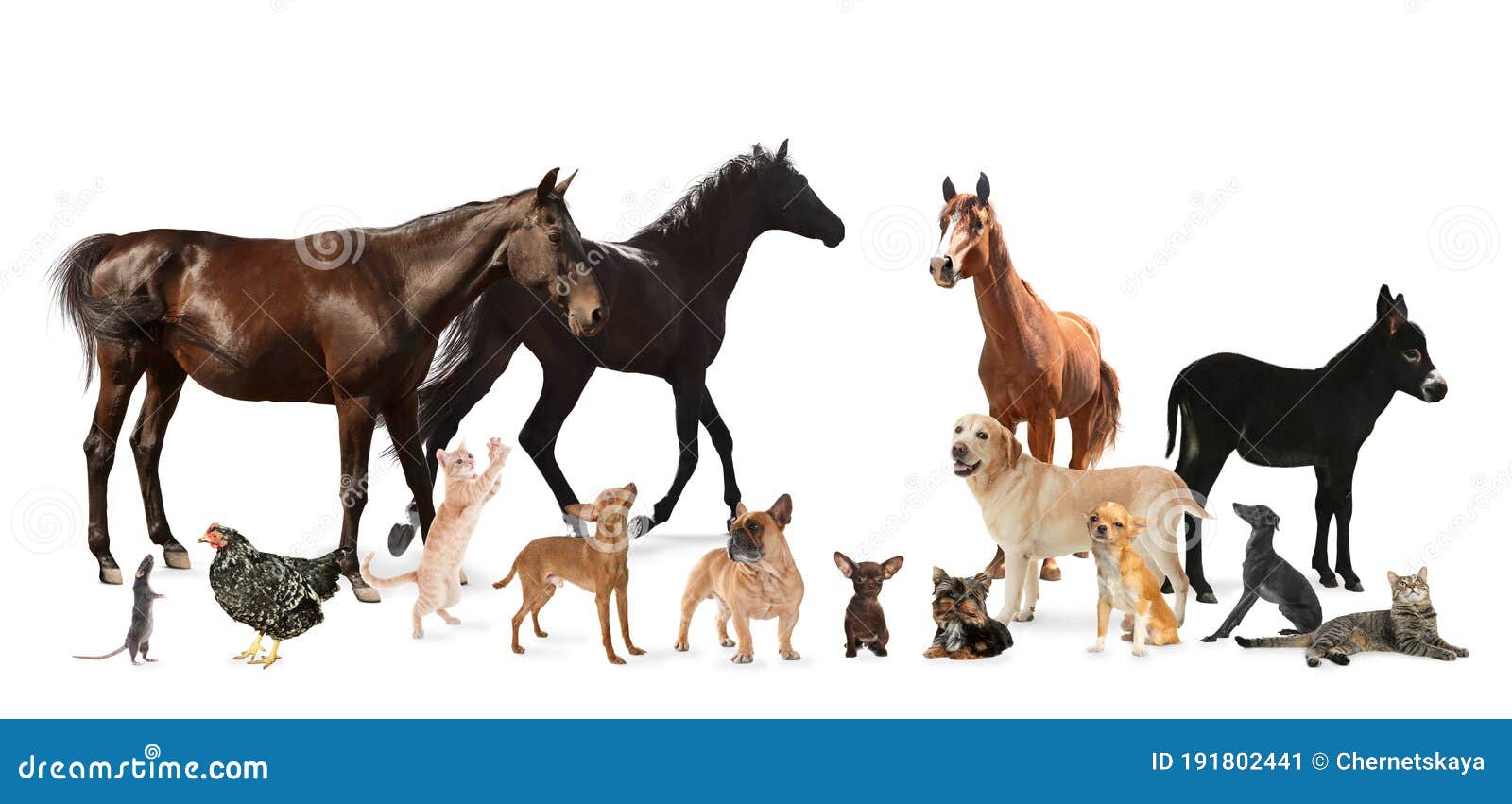 Collage with Horses and Other Pets on Background. Banner Design Stock ...