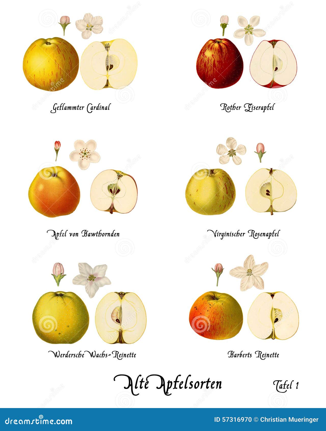 Collage with Illustrations of Apple Varieties, Plate 1 Stock ...