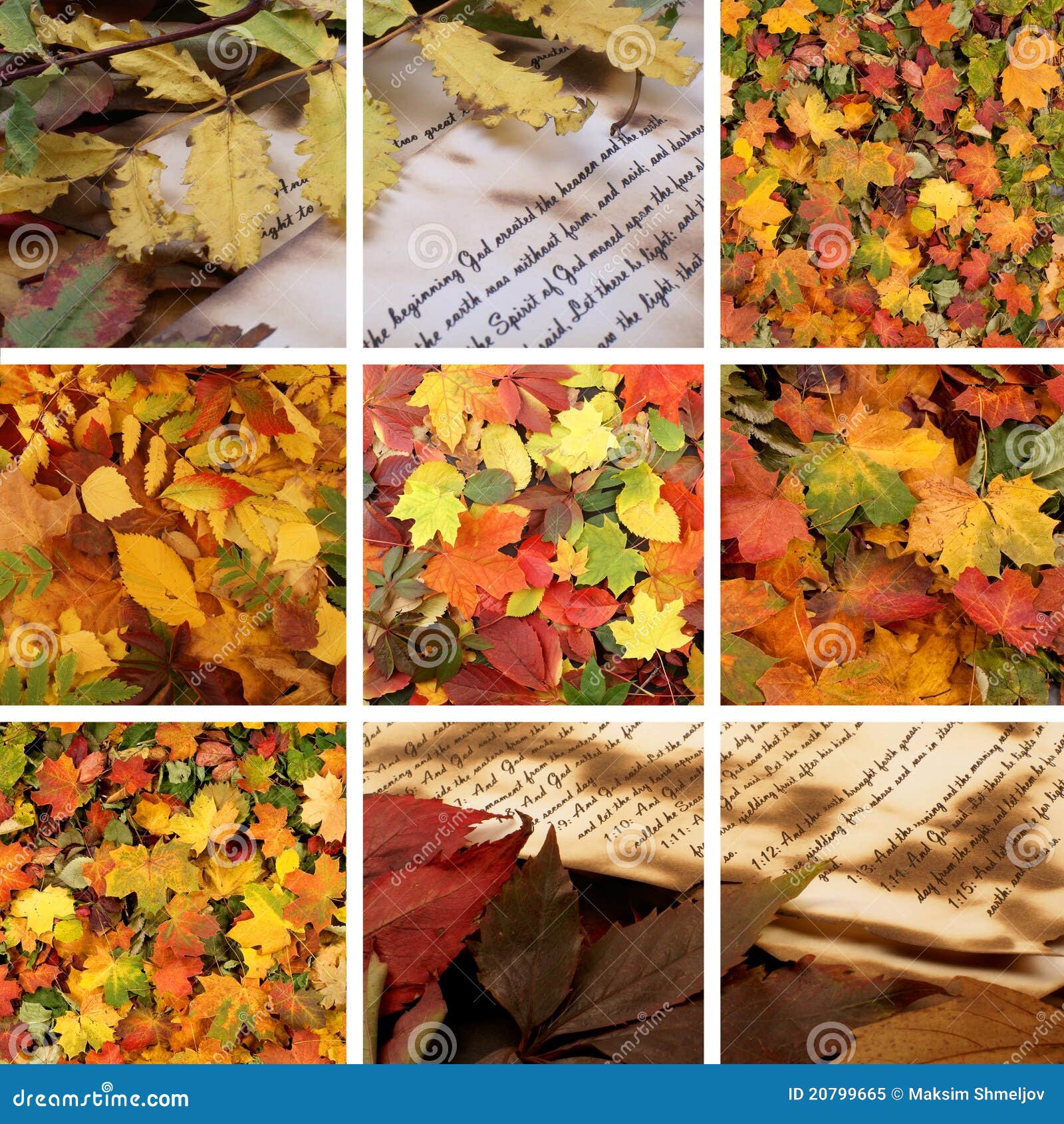 A Collage of Images with Beautiful Autumn Leaves Stock Image - Image of ...