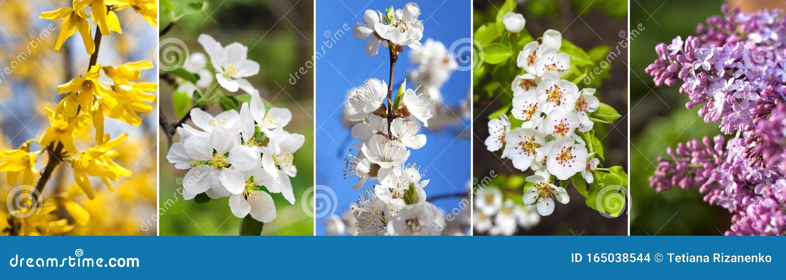 Collage of Flowering Trees and Bushes in Spring Stock Photo - Image of ...