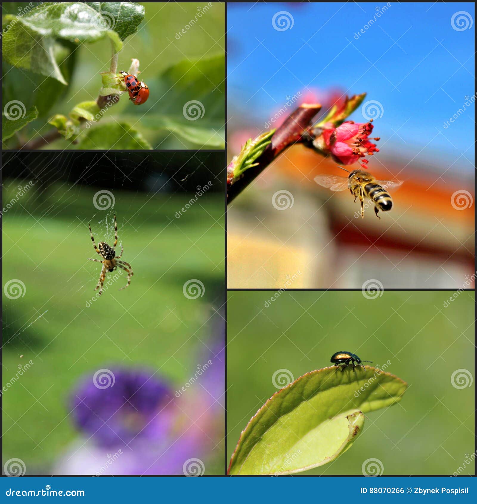 Collage of insects stock photo. Image of garden, macro - 88070266