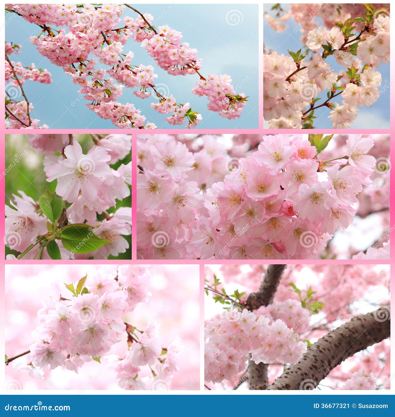 Collage - Japanese Cherry Tree with Blossoms at Springtime Stock Image ...