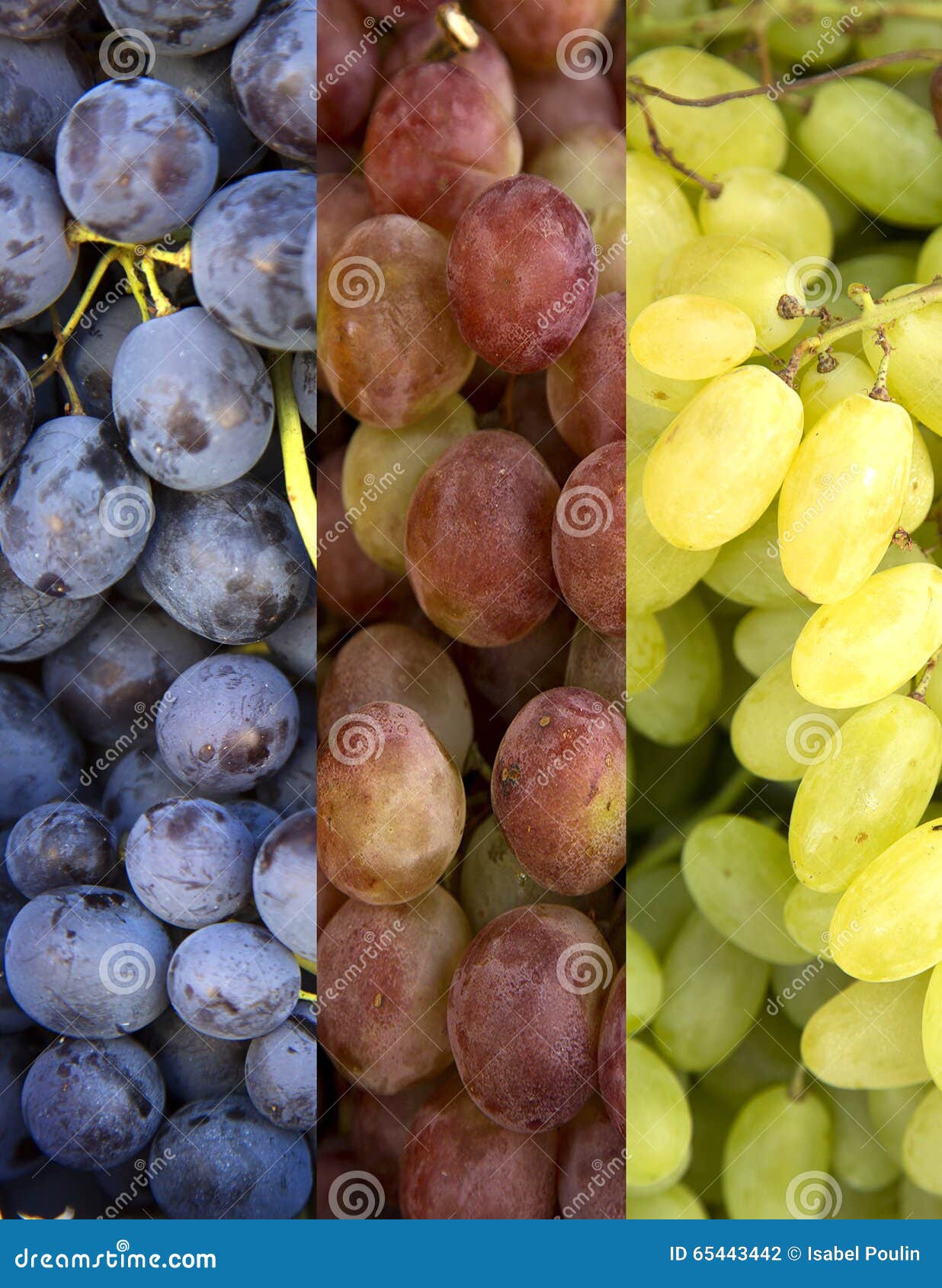 Collage of 3 Kinds of Grapes Stock Photo - Image of grappes, grapevine ...