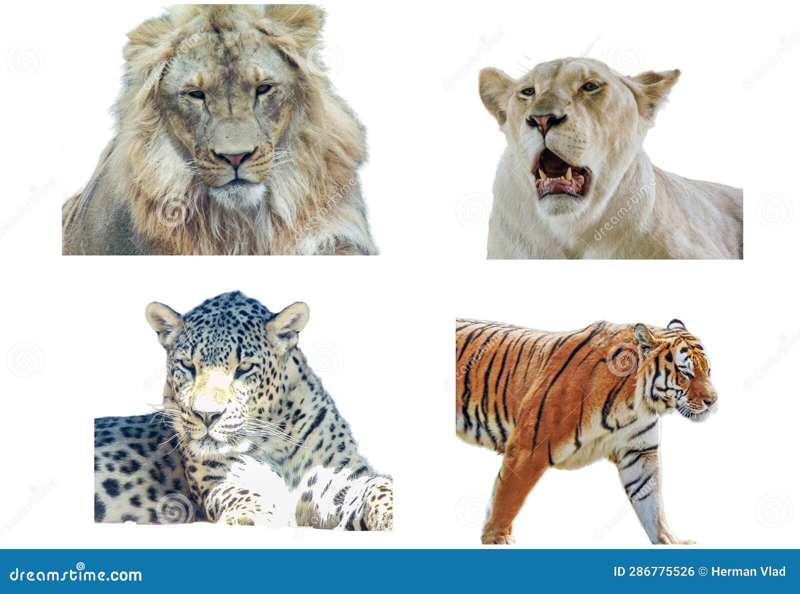 Collage with Lion, Lioness, Leopard and Tiger Stock Photo - Image of ...