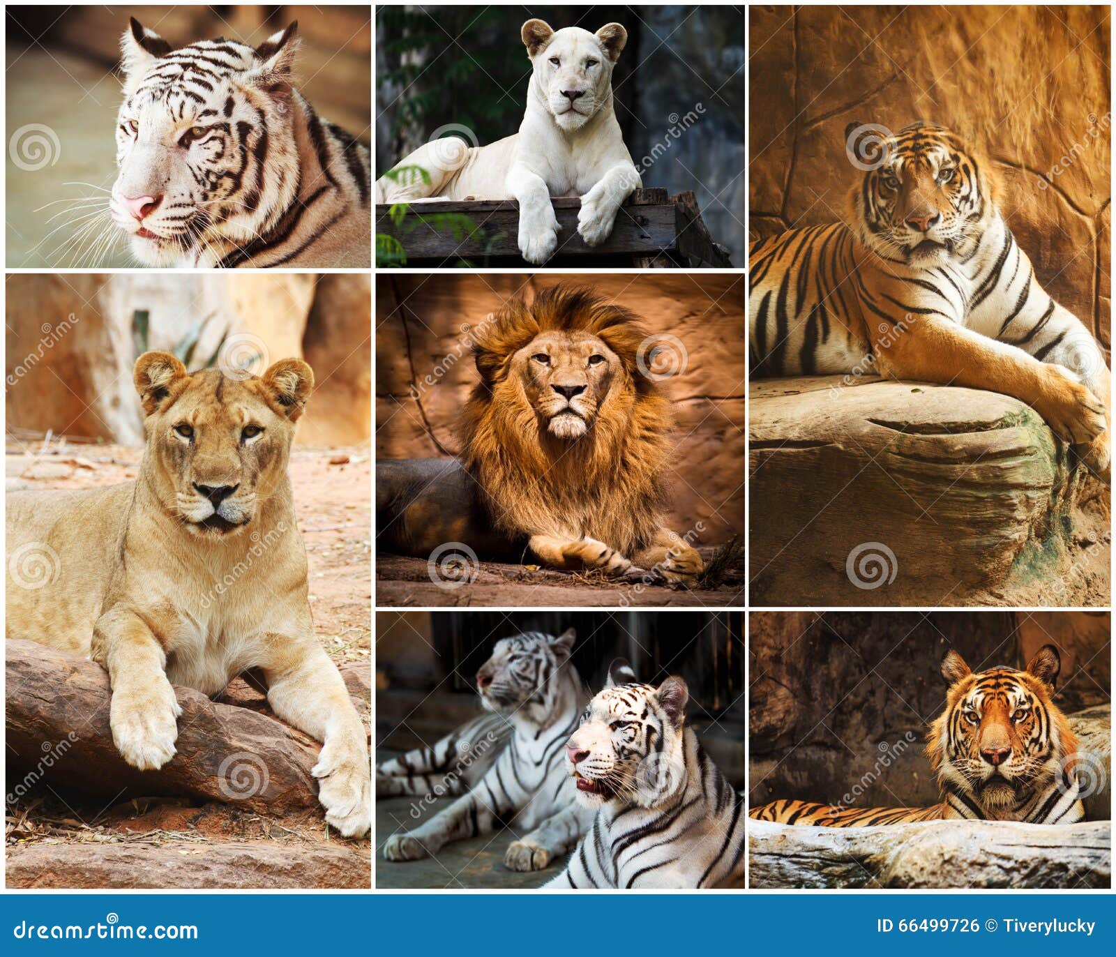 Collage lion and tiger stock photo. Image of carnivore - 66499726
