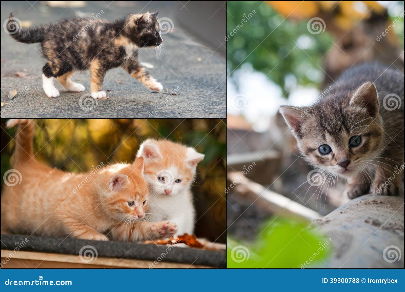 Collage of little kitten stock photo. Image of collage - 39300788