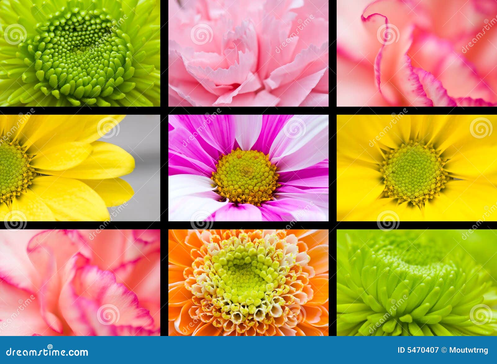 Collage macro de la flor imagen de archivo. Imagen de colores - 5470407