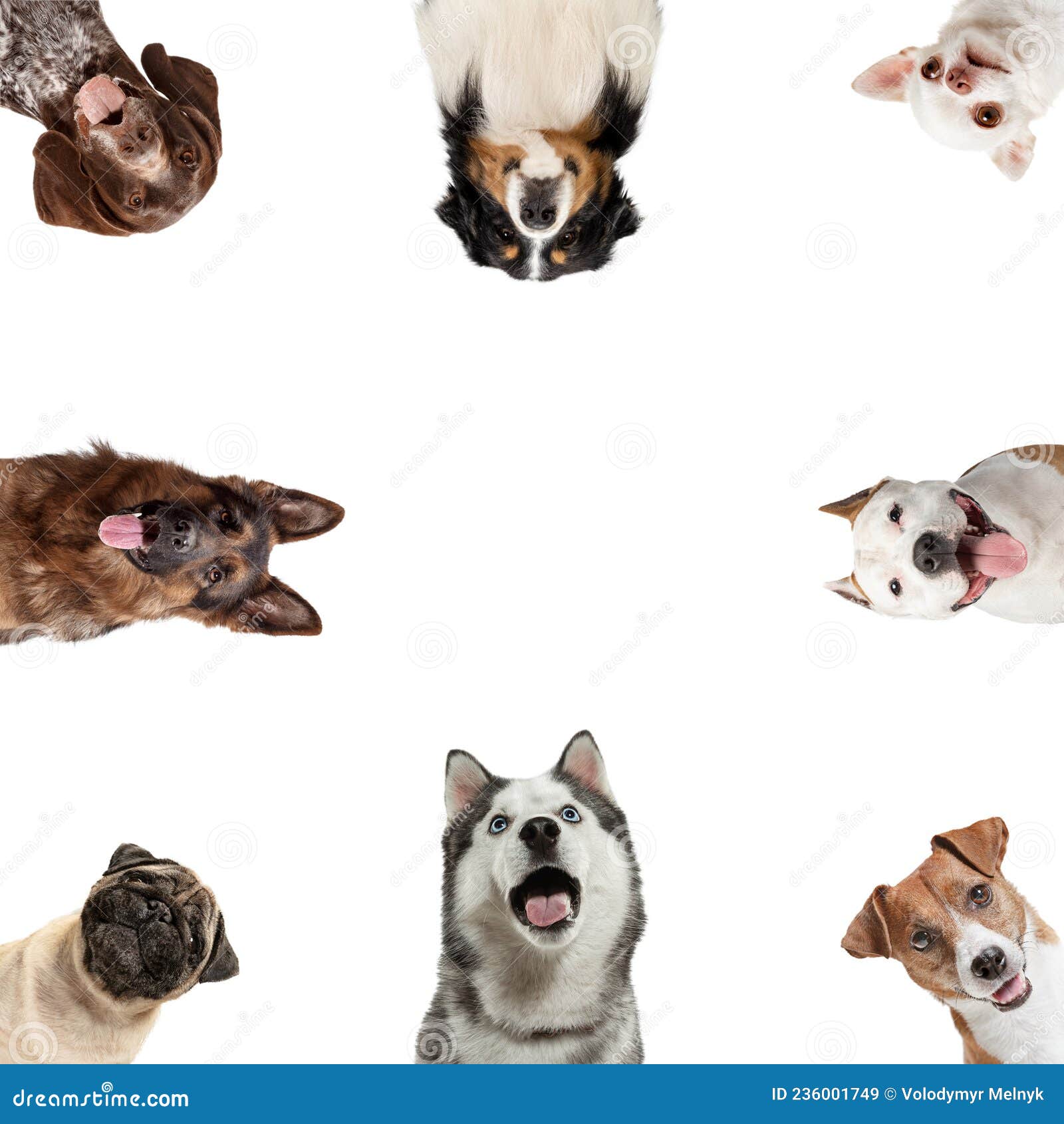 Dogs Collage Royalty-Free Stock Photography | CartoonDealer.com #42082841