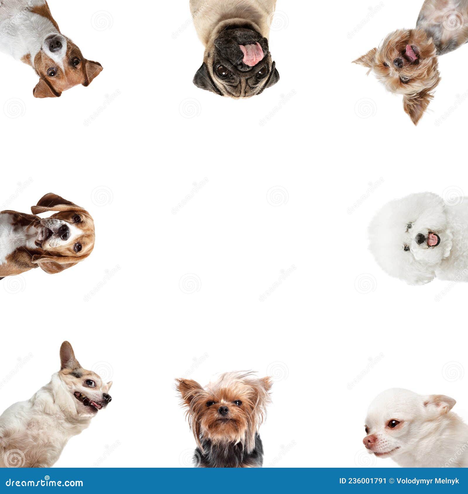 Dogs Collage Royalty-Free Stock Photography | CartoonDealer.com #42082841