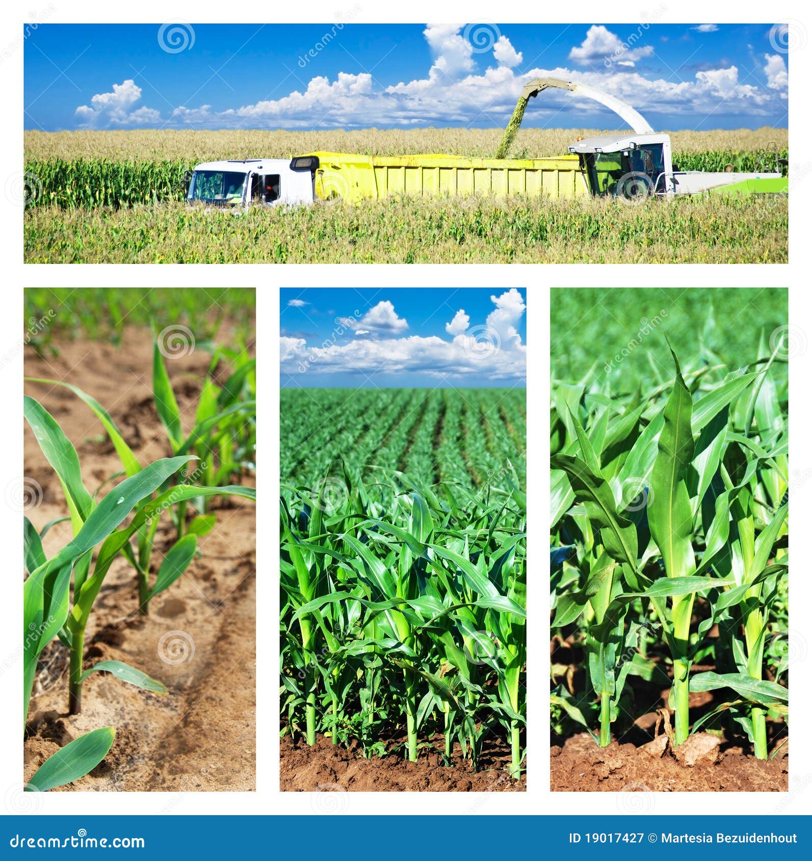 Collage of Maize on the Field Stock Image - Image of closeup ...