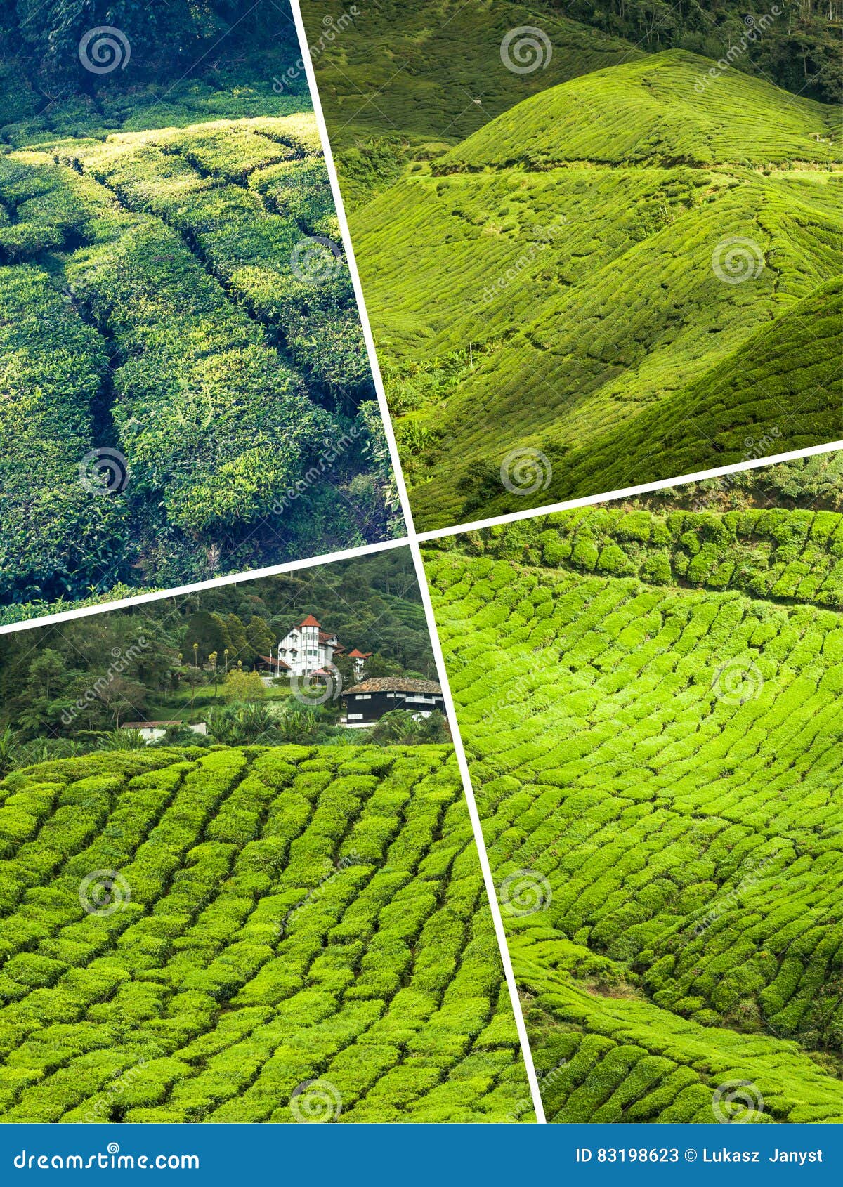 Collage of Malaysia,tea Plantation in Cameron Highlands Stock Image ...