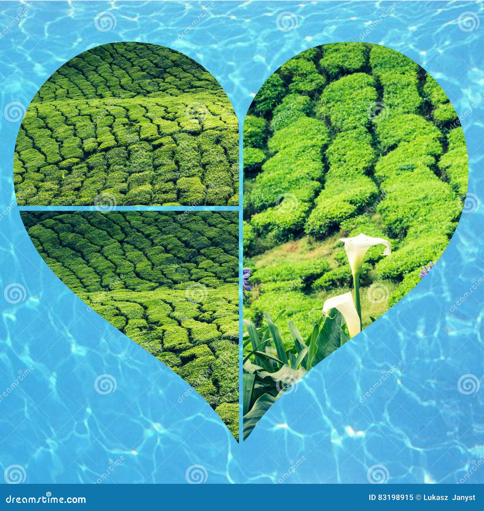 Collage of Malaysia,tea Plantation in Cameron Highlands Stock Image ...