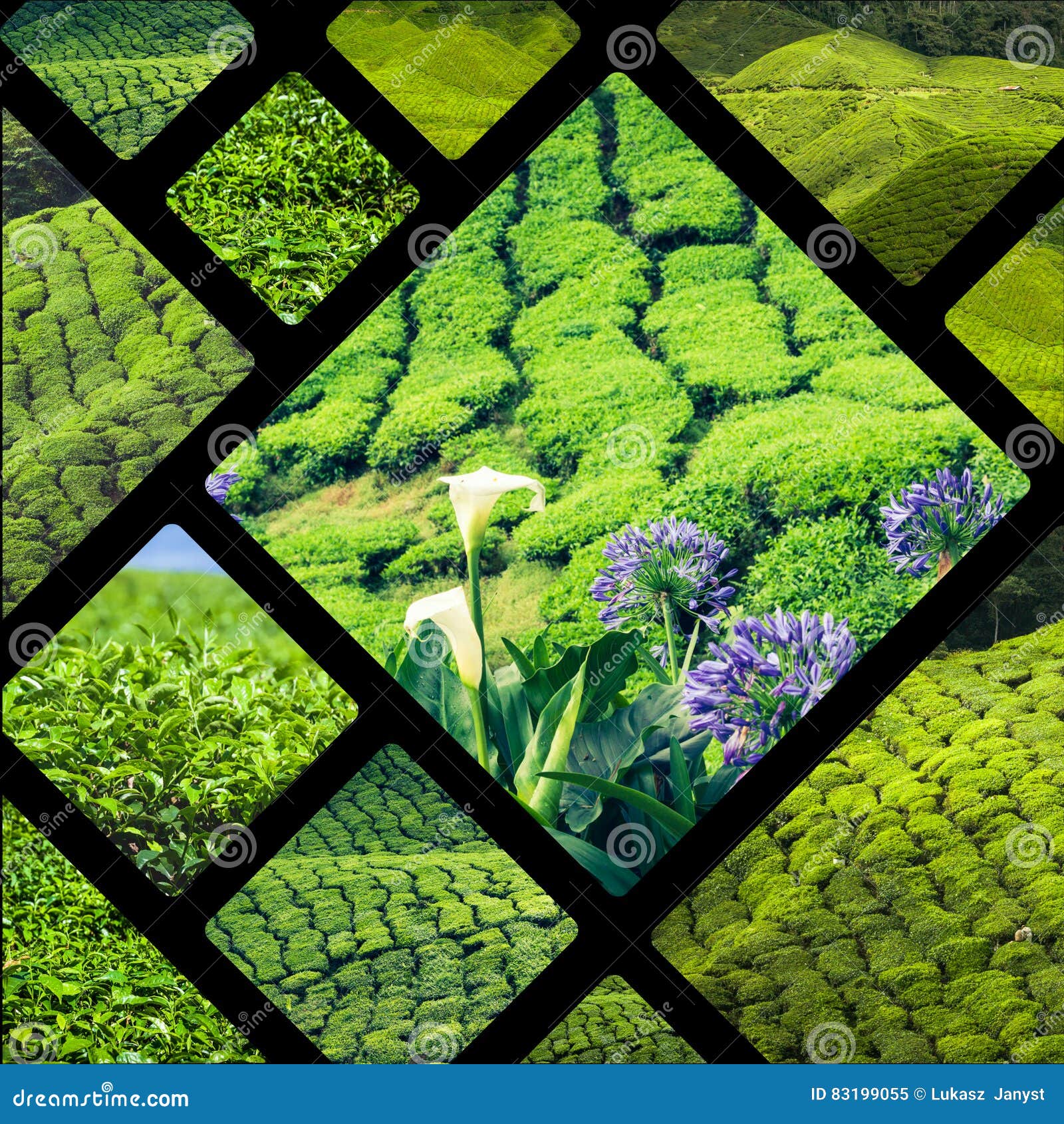 Collage of Malaysia,tea Plantation in Cameron Highlands Stock Image ...