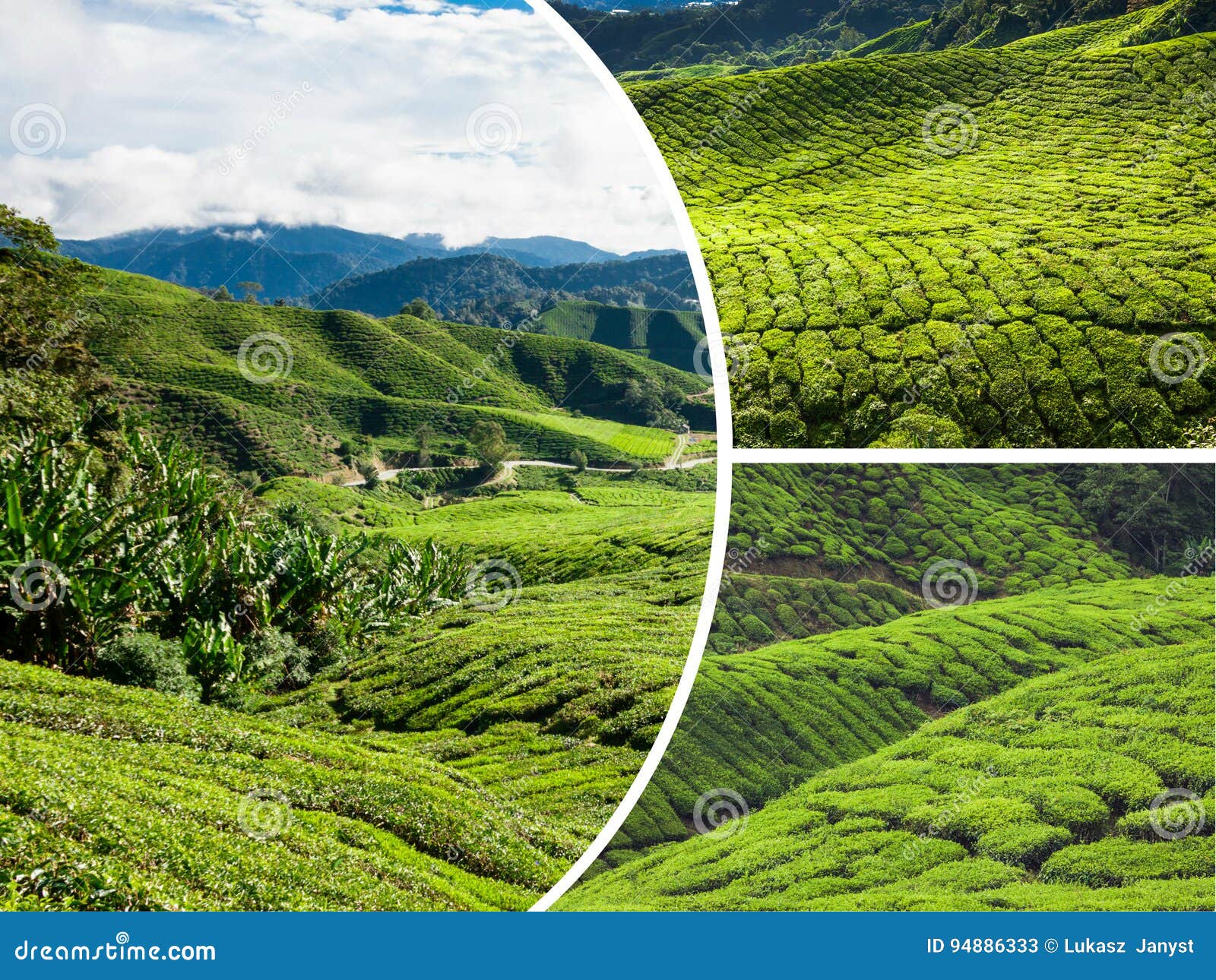 Collage of Malaysia,tea Plantation in Cameron Highlands Stock Image ...