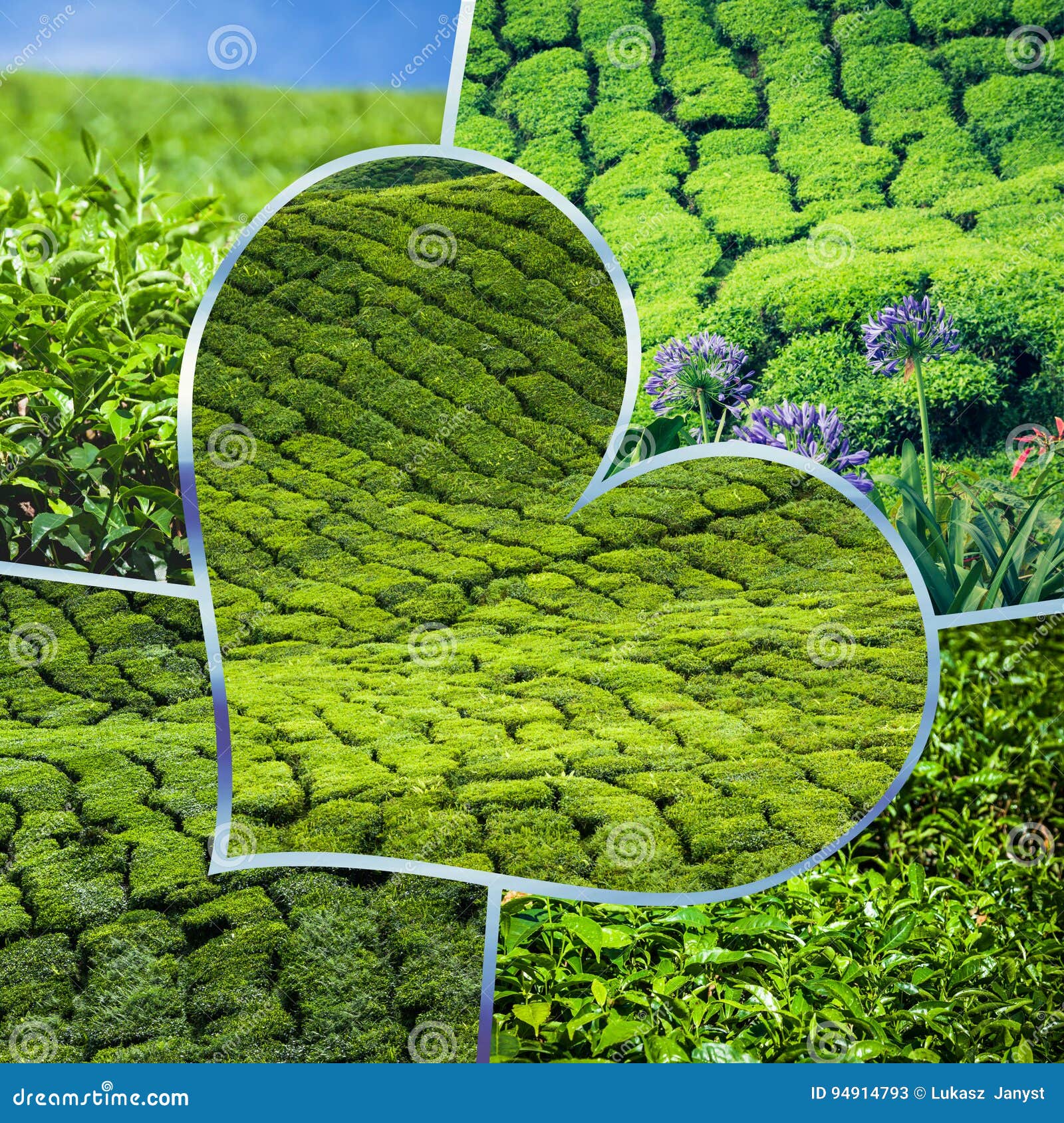 Collage of Malaysia,tea Plantation in Cameron Highlands Stock Image ...