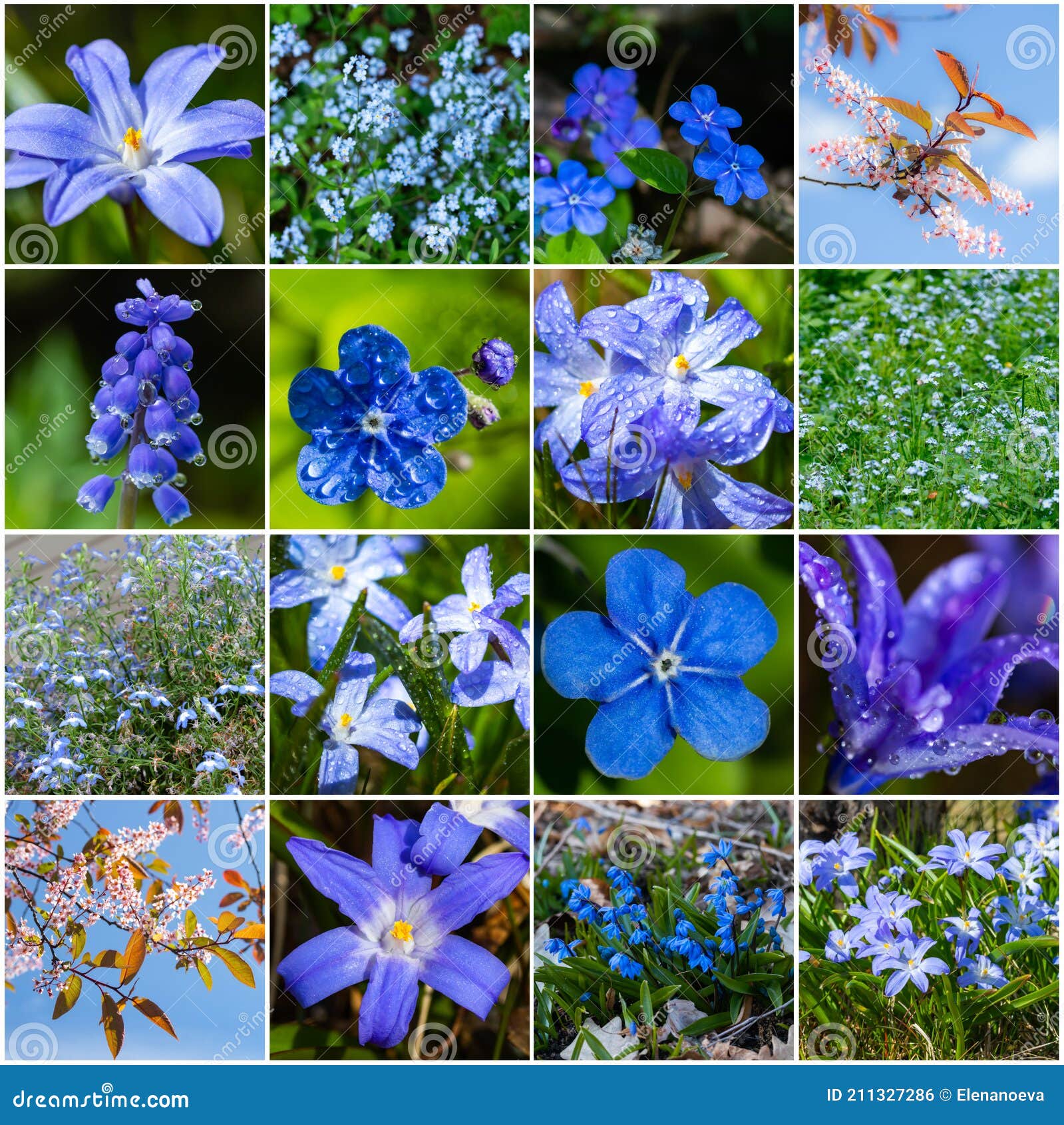 Collage with Many Images of Different Blue Flowers. Full Size Stock ...