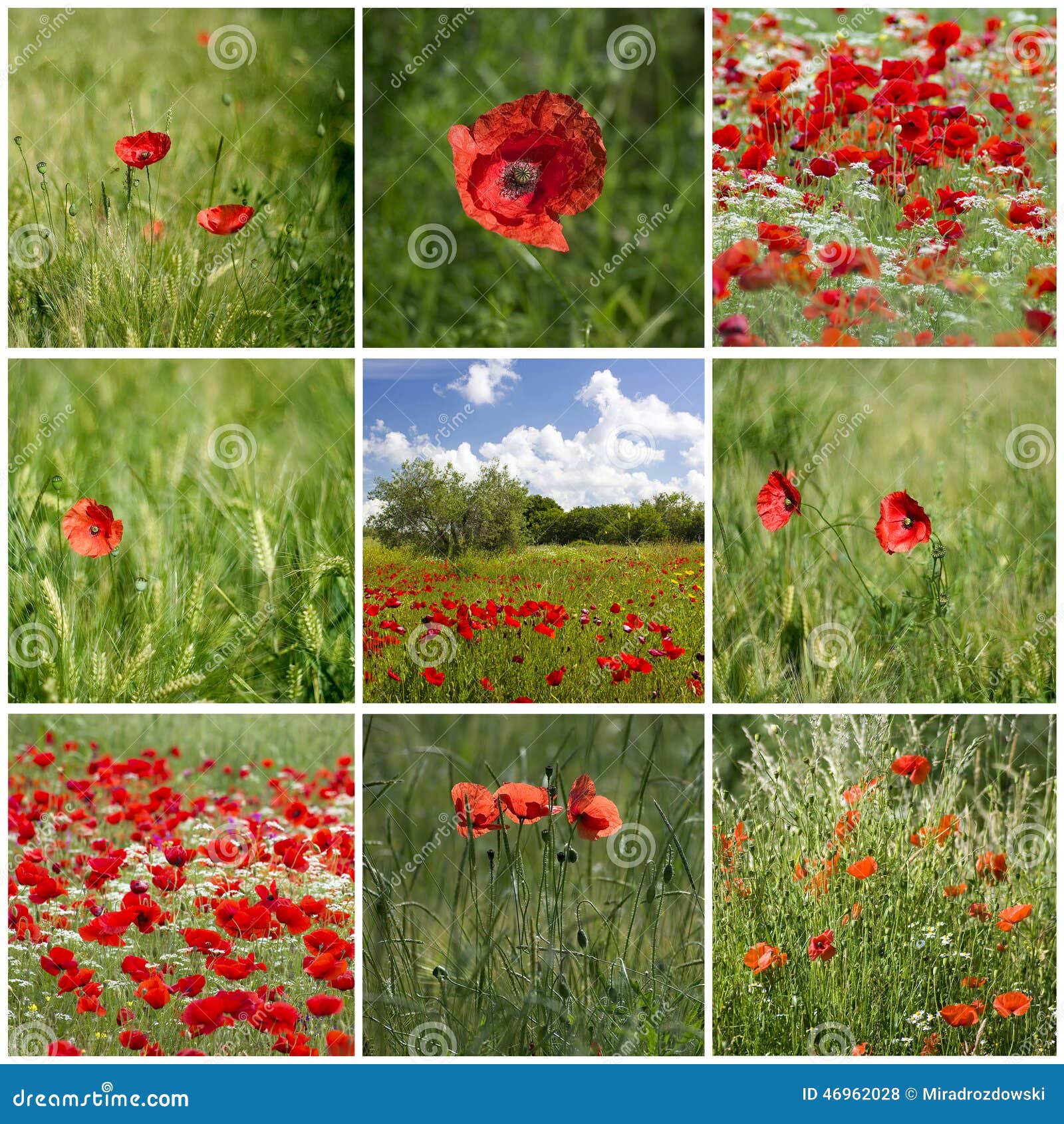 Collage Mit Roten Mohnblumen in Toskana Stockfoto - Bild von collage ...