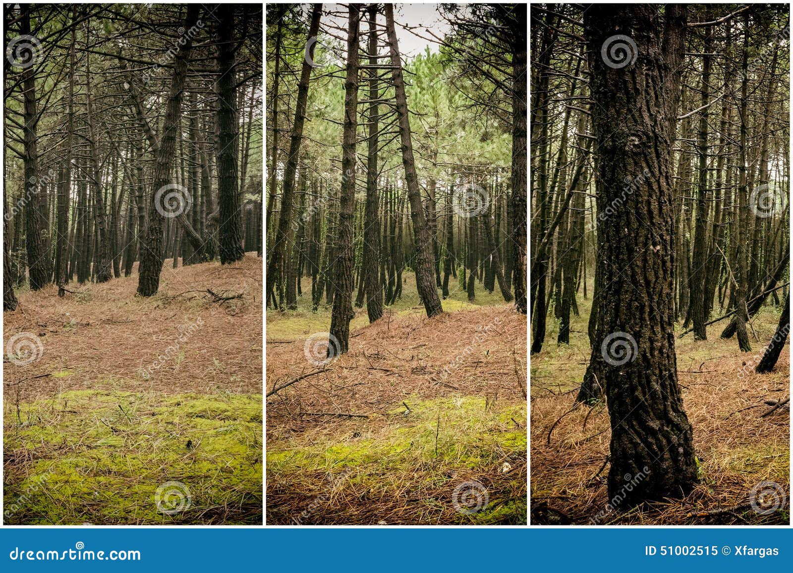 Collage Nature, Pine Forest Stock Image - Image of branch, high: 51002515