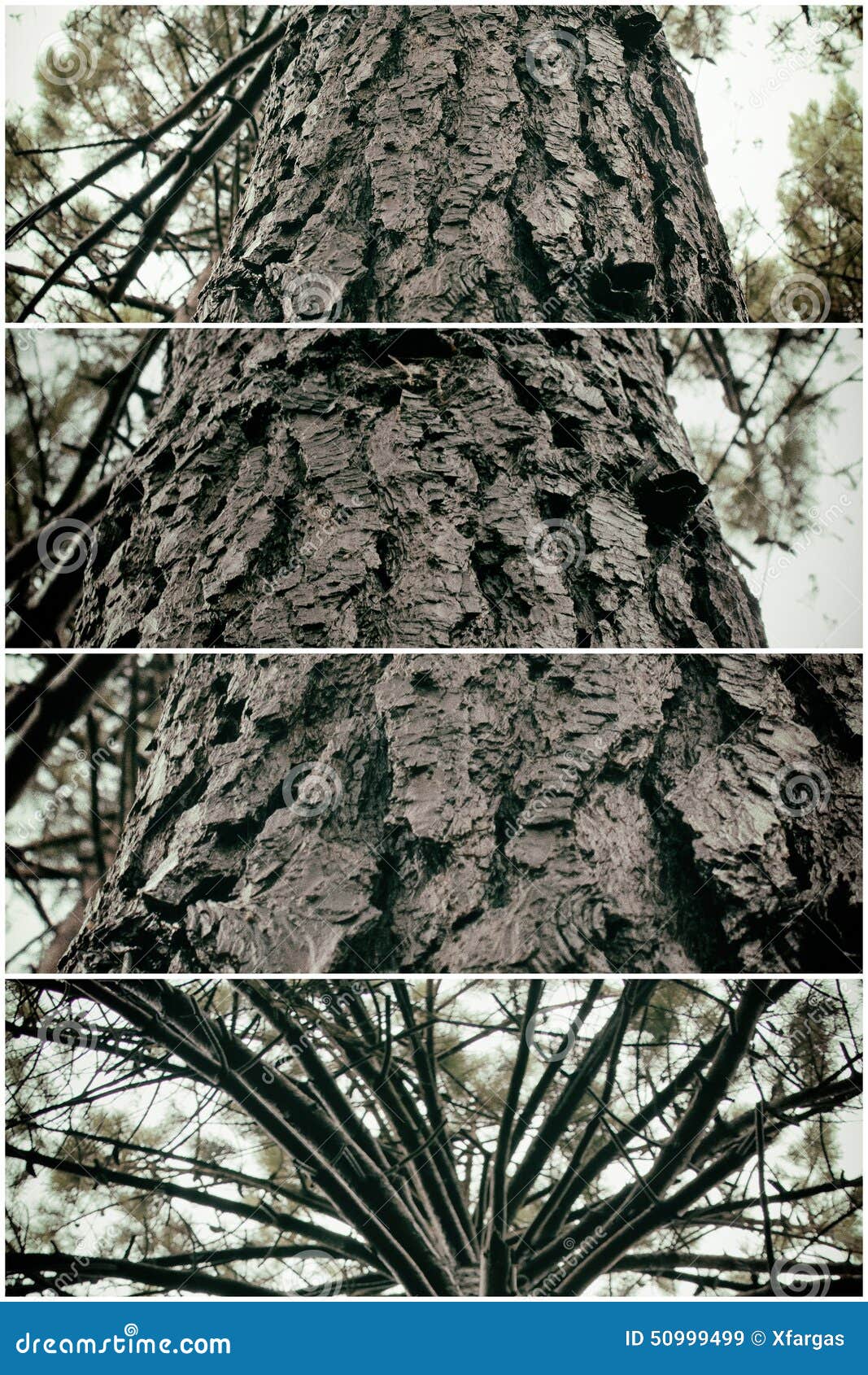 Collage Nature, Trunk of Tree Stock Image - Image of scenic, plant ...