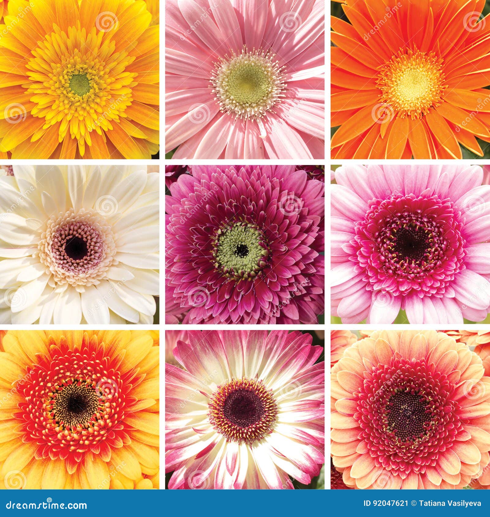 Collage of Nine Different Gerber Stock Image - Image of natural, gerber ...