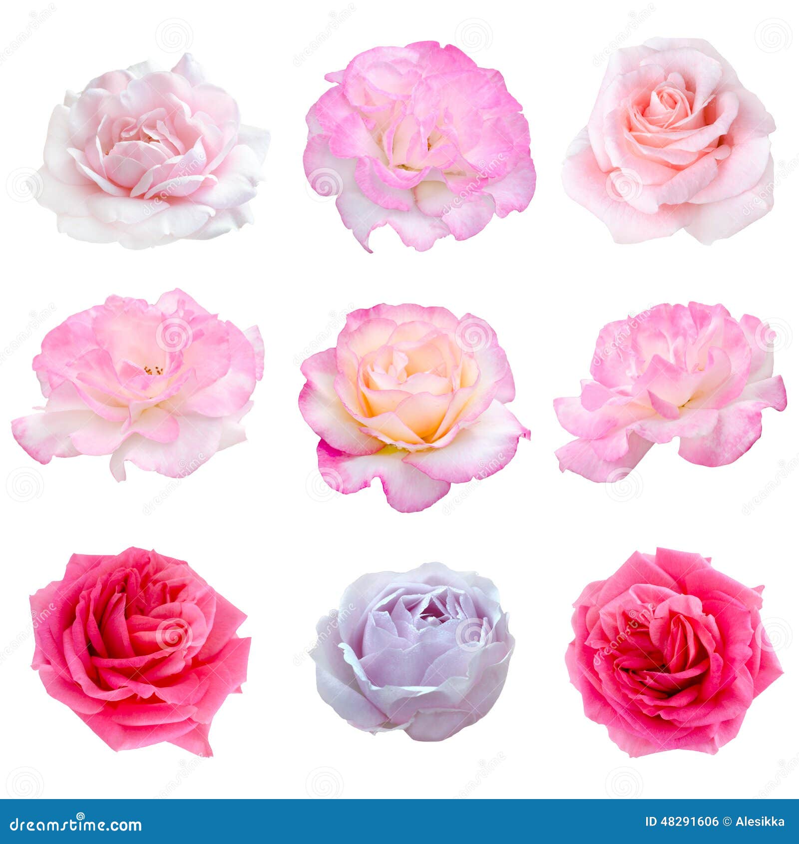 Collage of nine roses stock photo. Image of closeup, close - 48291606