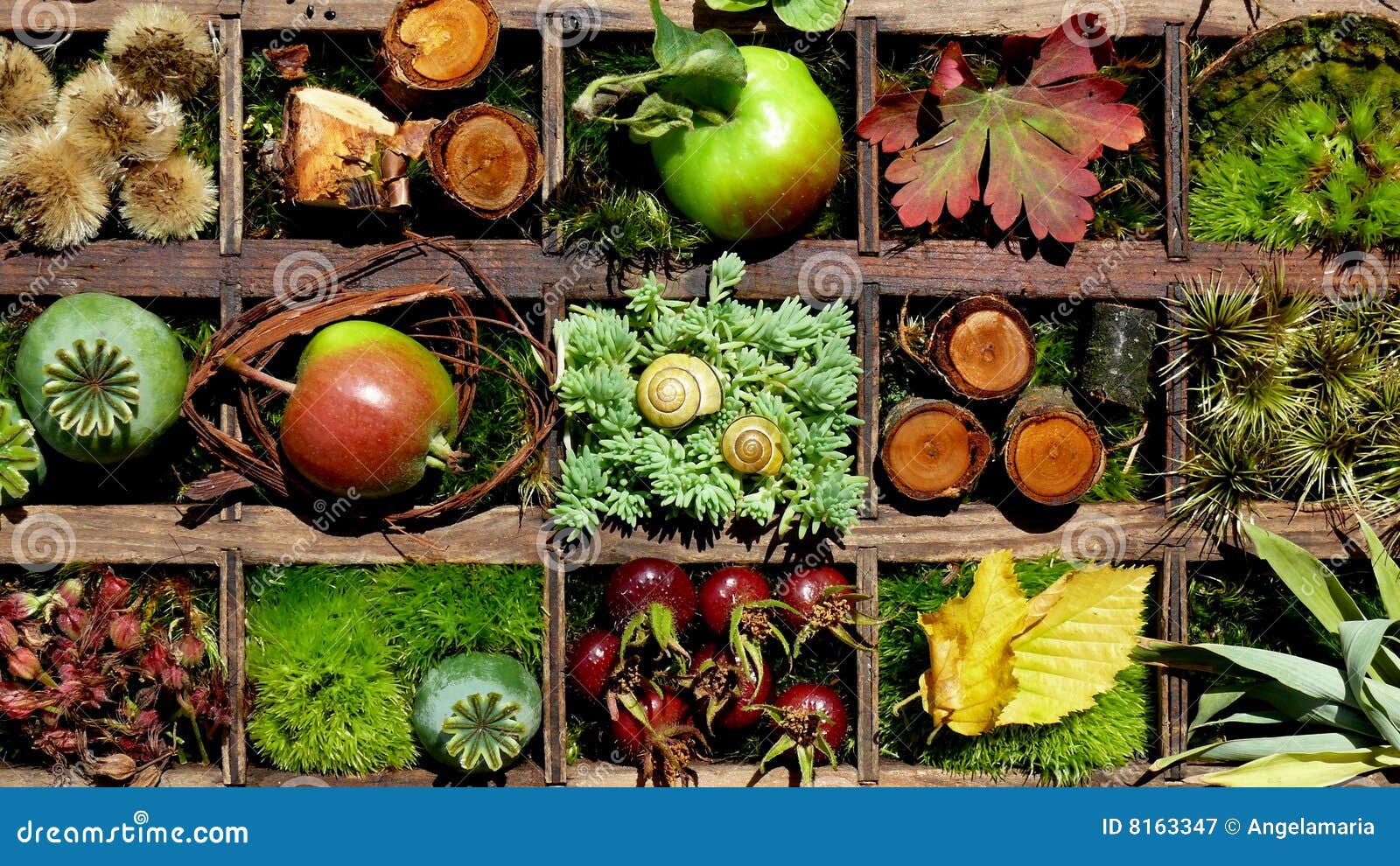 Collage otoñal imagen de archivo. Imagen de musgo, germen - 8163347