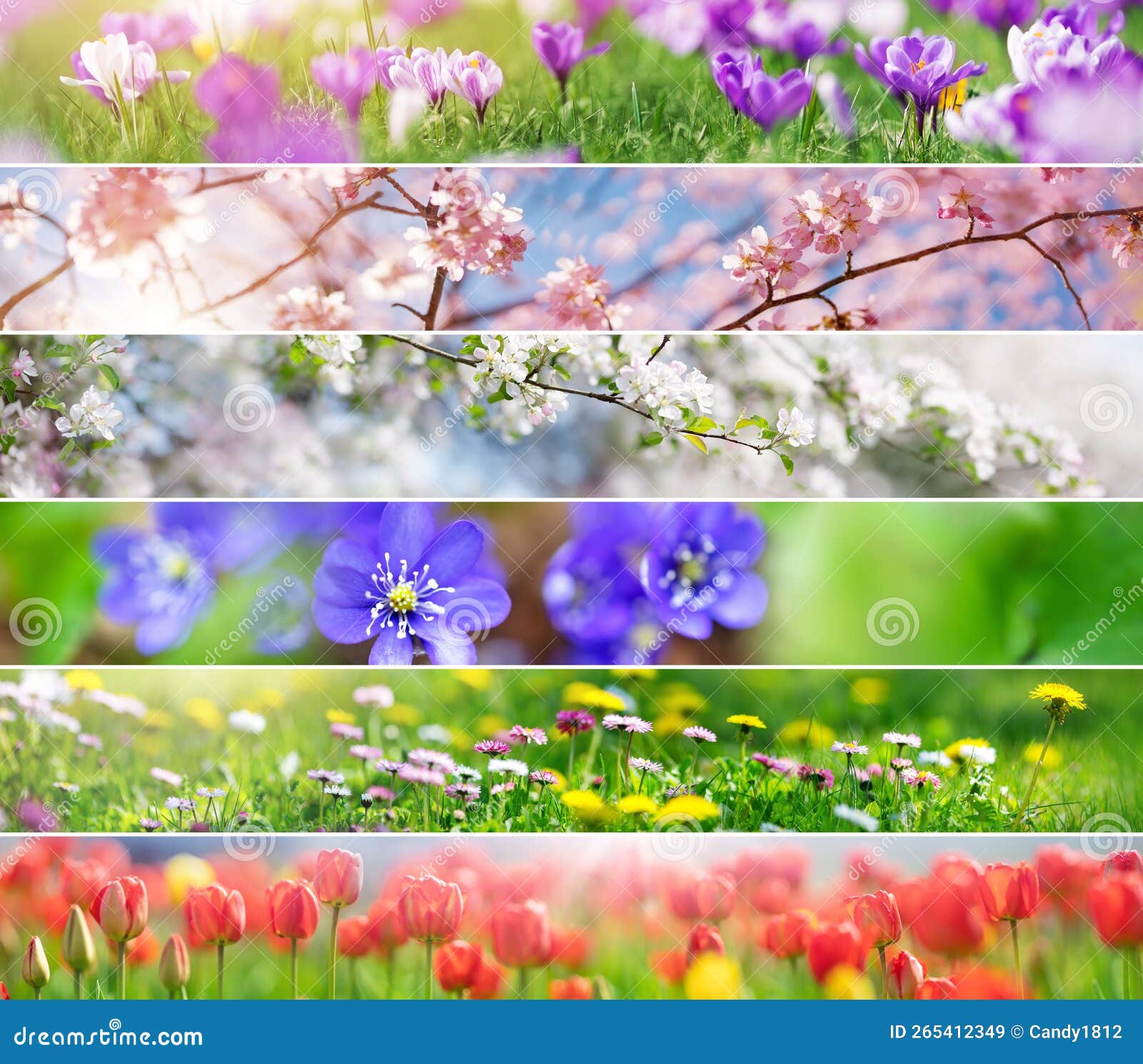 Collage of the Panoramic Photos of the Different Spring Flowers and ...
