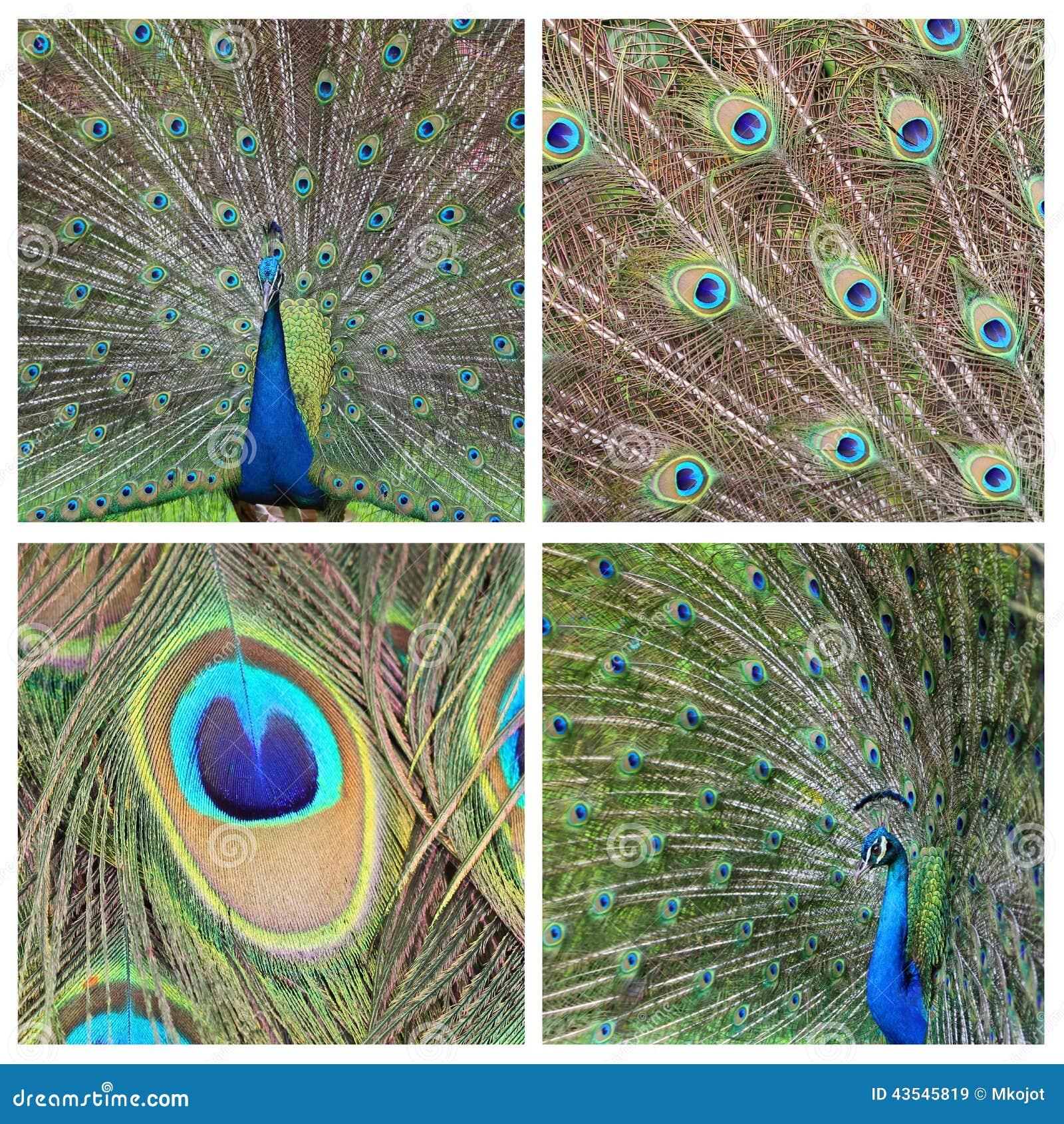 Collage - peacock stock image. Image of beauty, feathers - 43545819