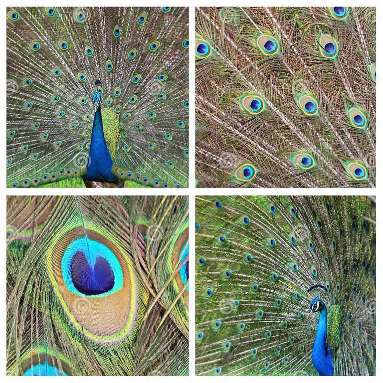 Collage - peacock stock image. Image of beauty, feathers - 43545819