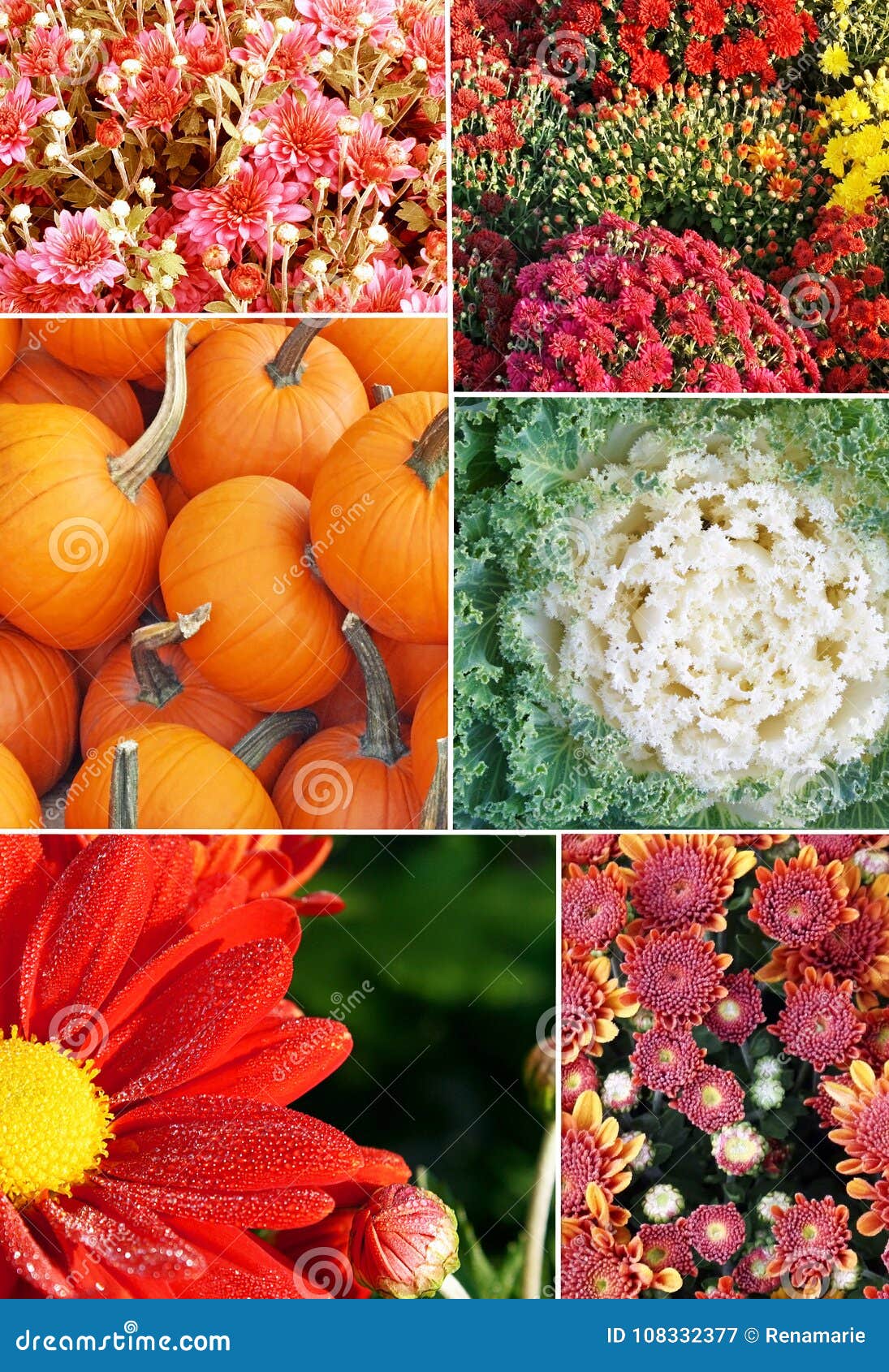 Collage of Photographs of Fall Flowers and Vegetables Stock Image ...
