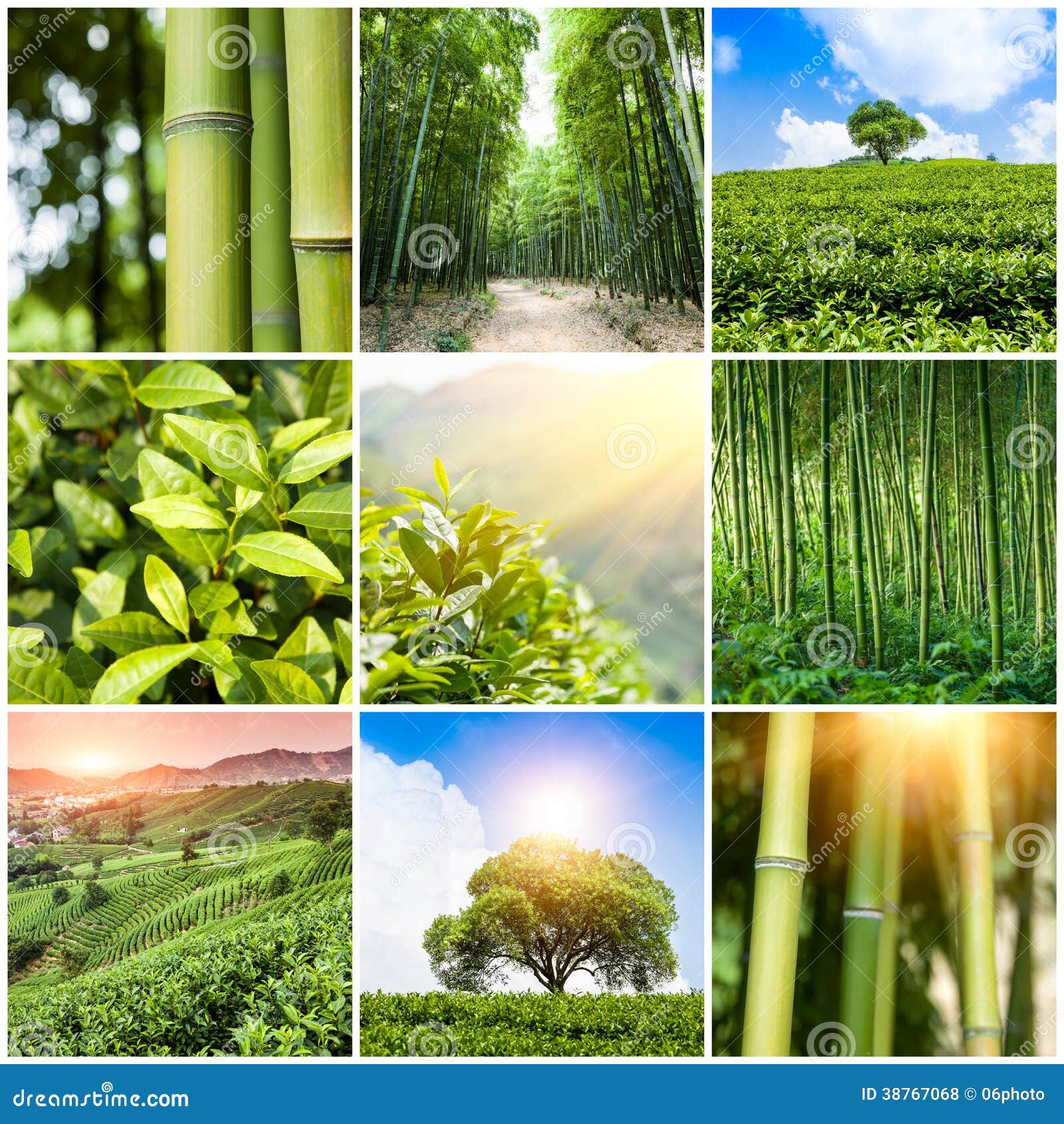 Collage of Photos with Bamboo Forest and Plantation Stock Photo - Image ...