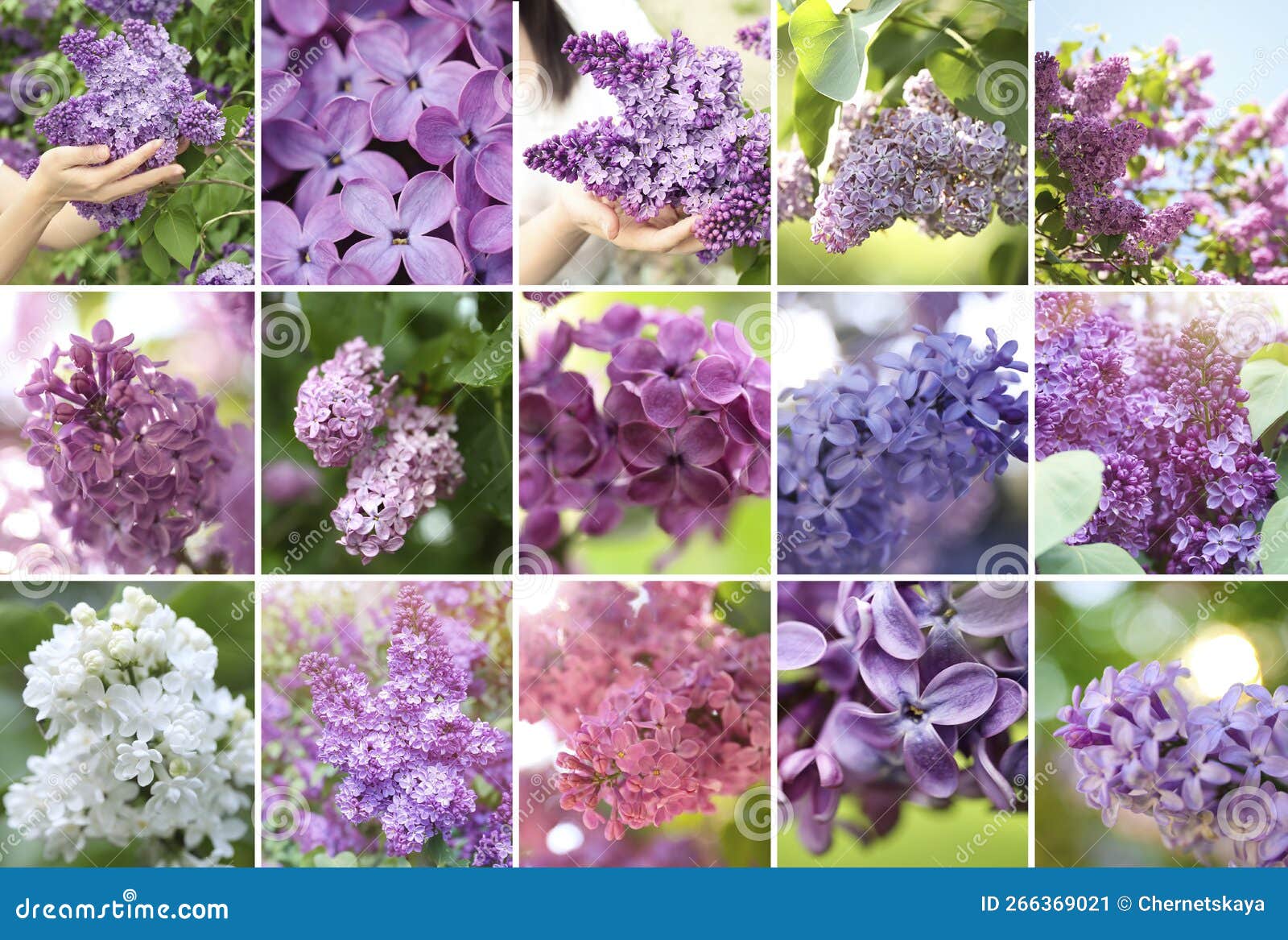 Collage with Photos of Beautiful Lilac Flowers Stock Image - Image of ...