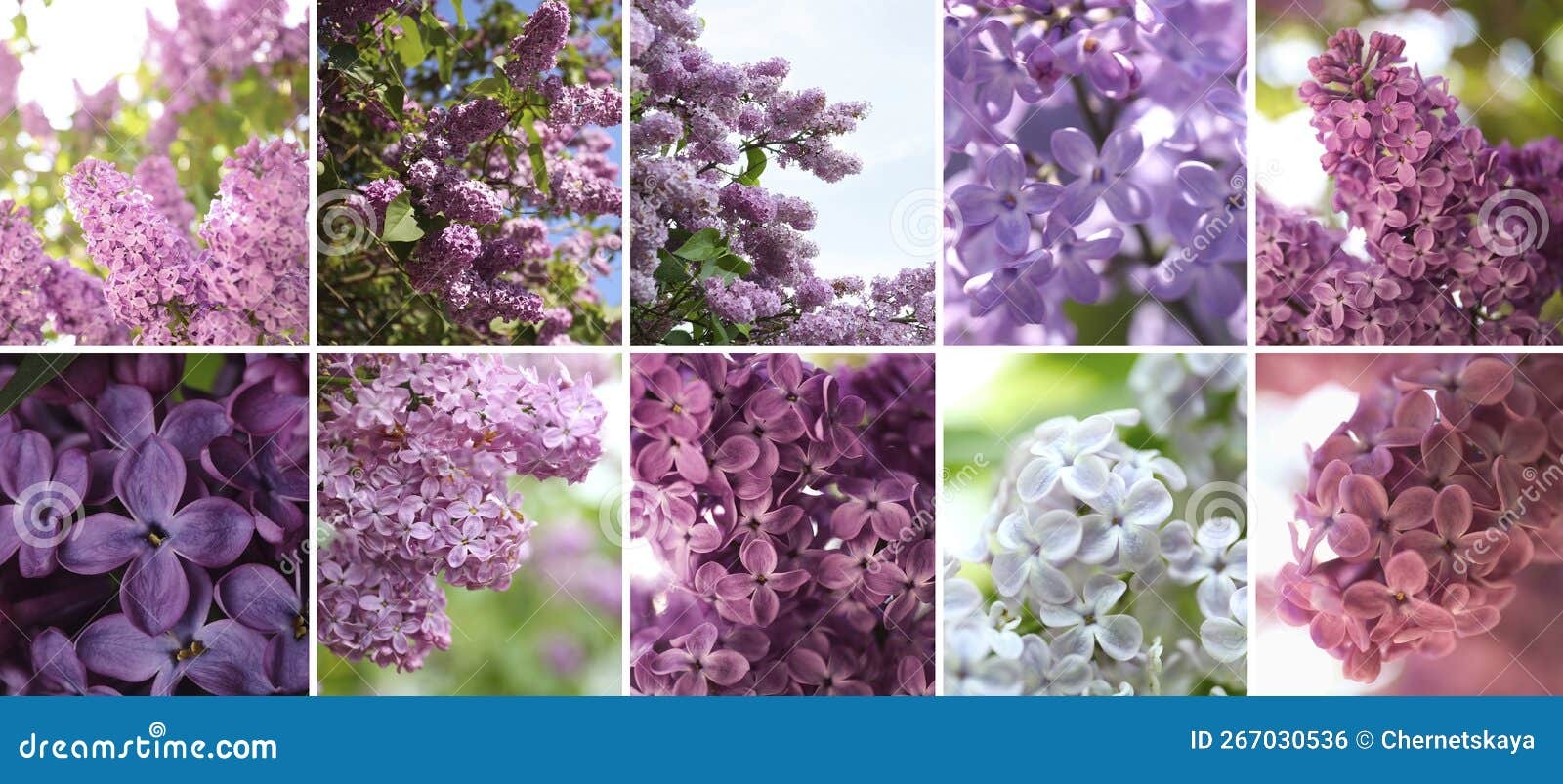 Collage with Photos of Beautiful Lilac Flowers Stock Photo - Image of ...