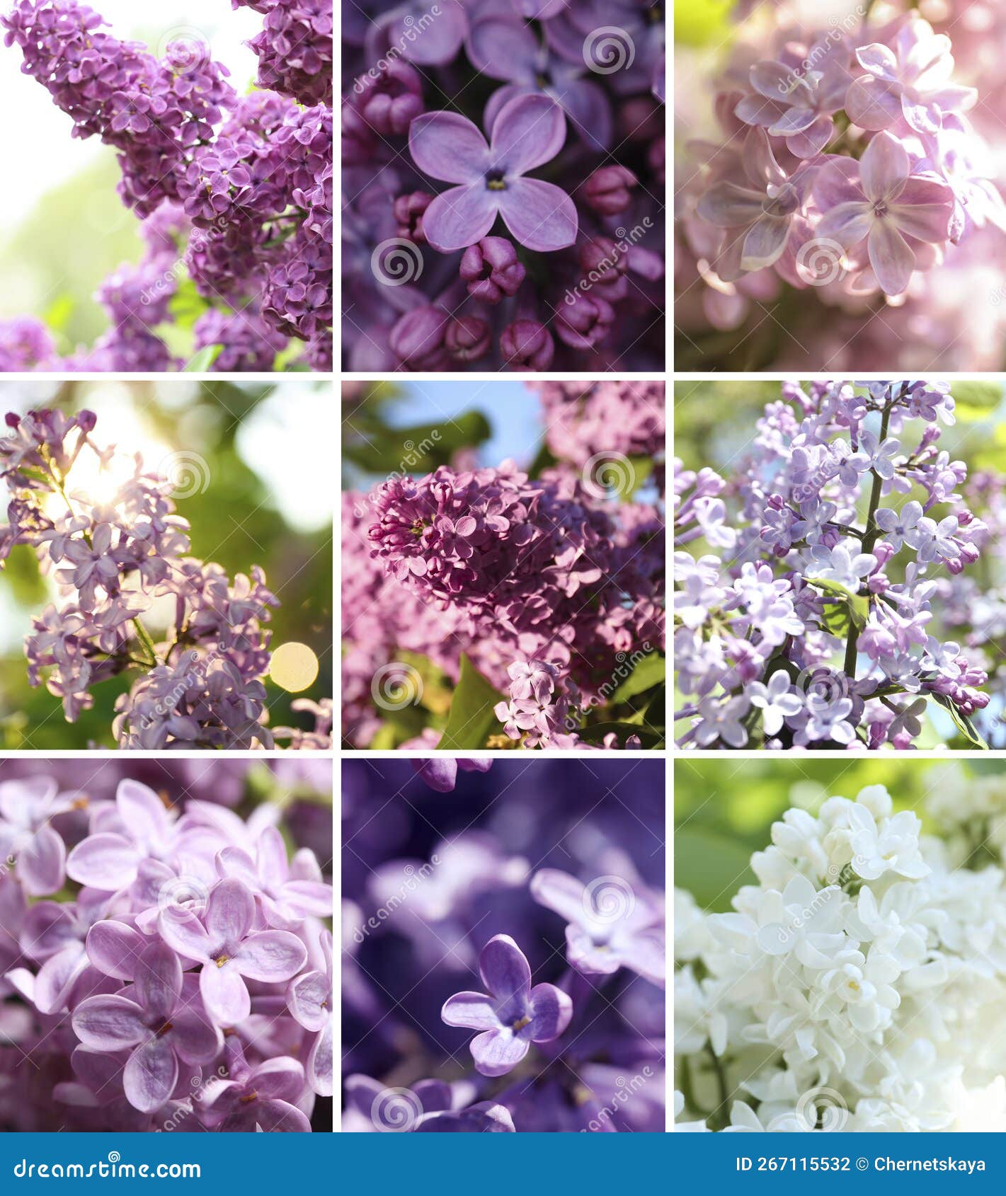 Collage with Photos of Beautiful Lilac Flowers Stock Photo - Image of ...