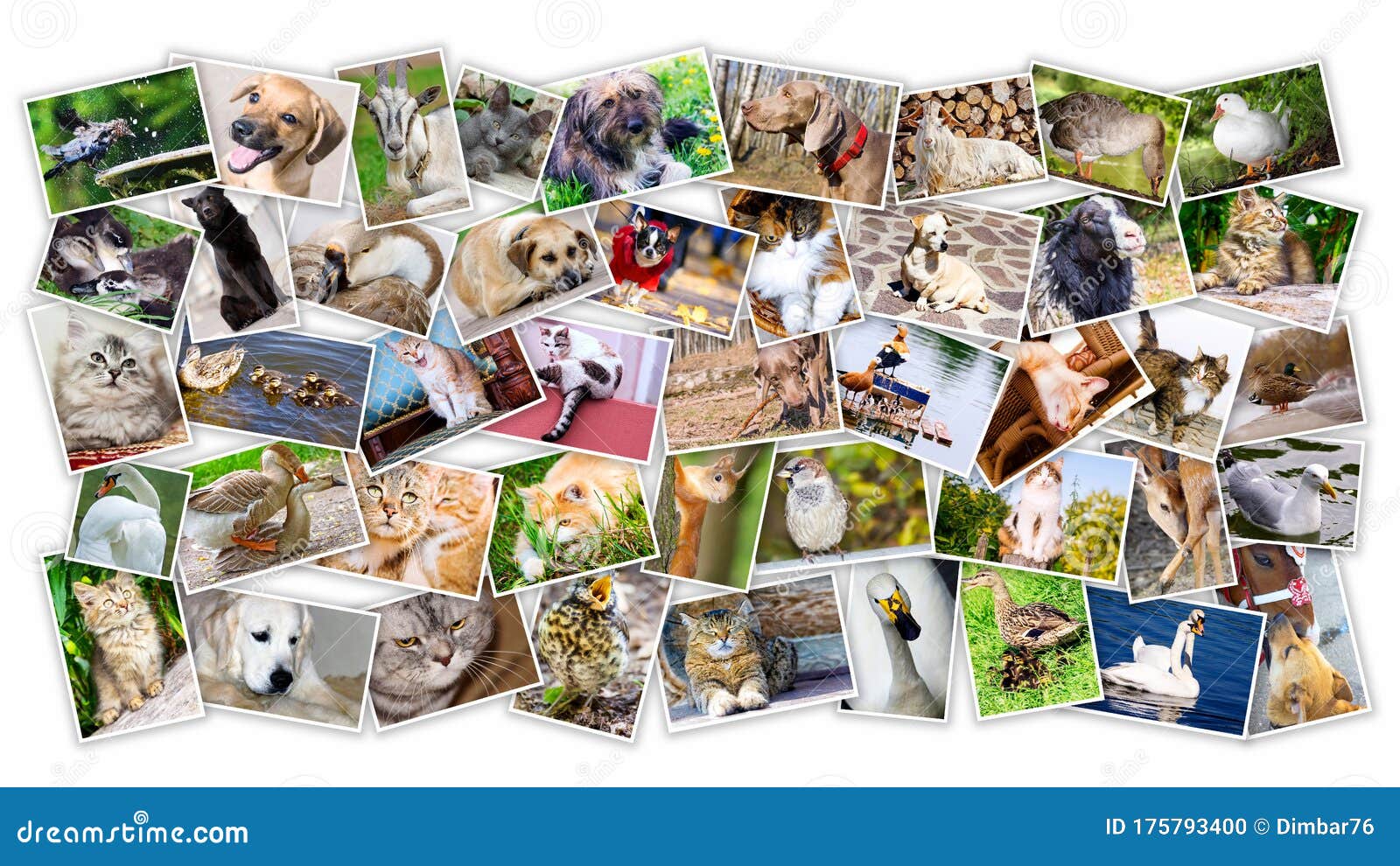 Collage Of Pets Isolated On White Background Stock Photography ...