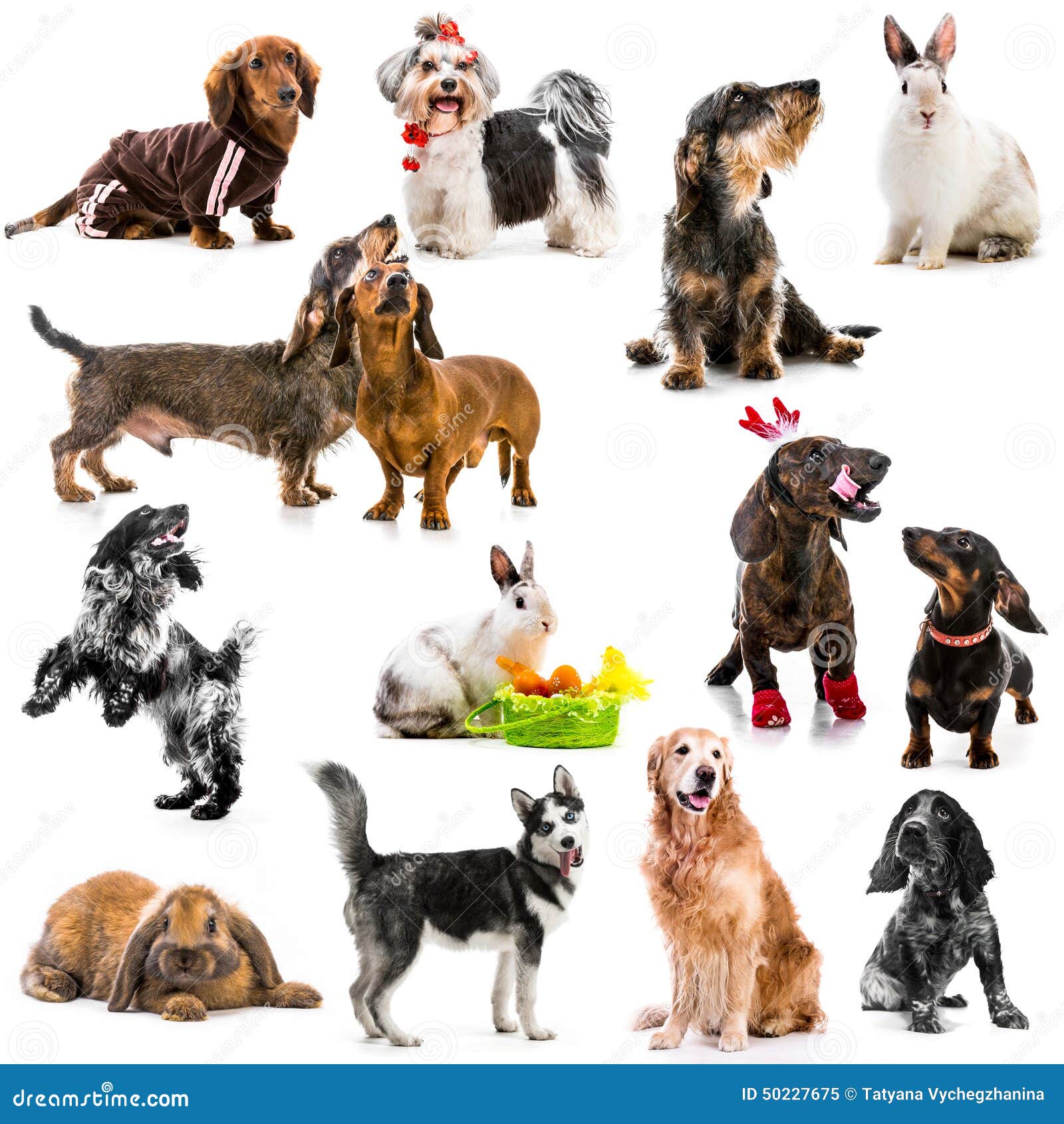 Collage of photos of pets stock image. Image of collage - 50227675