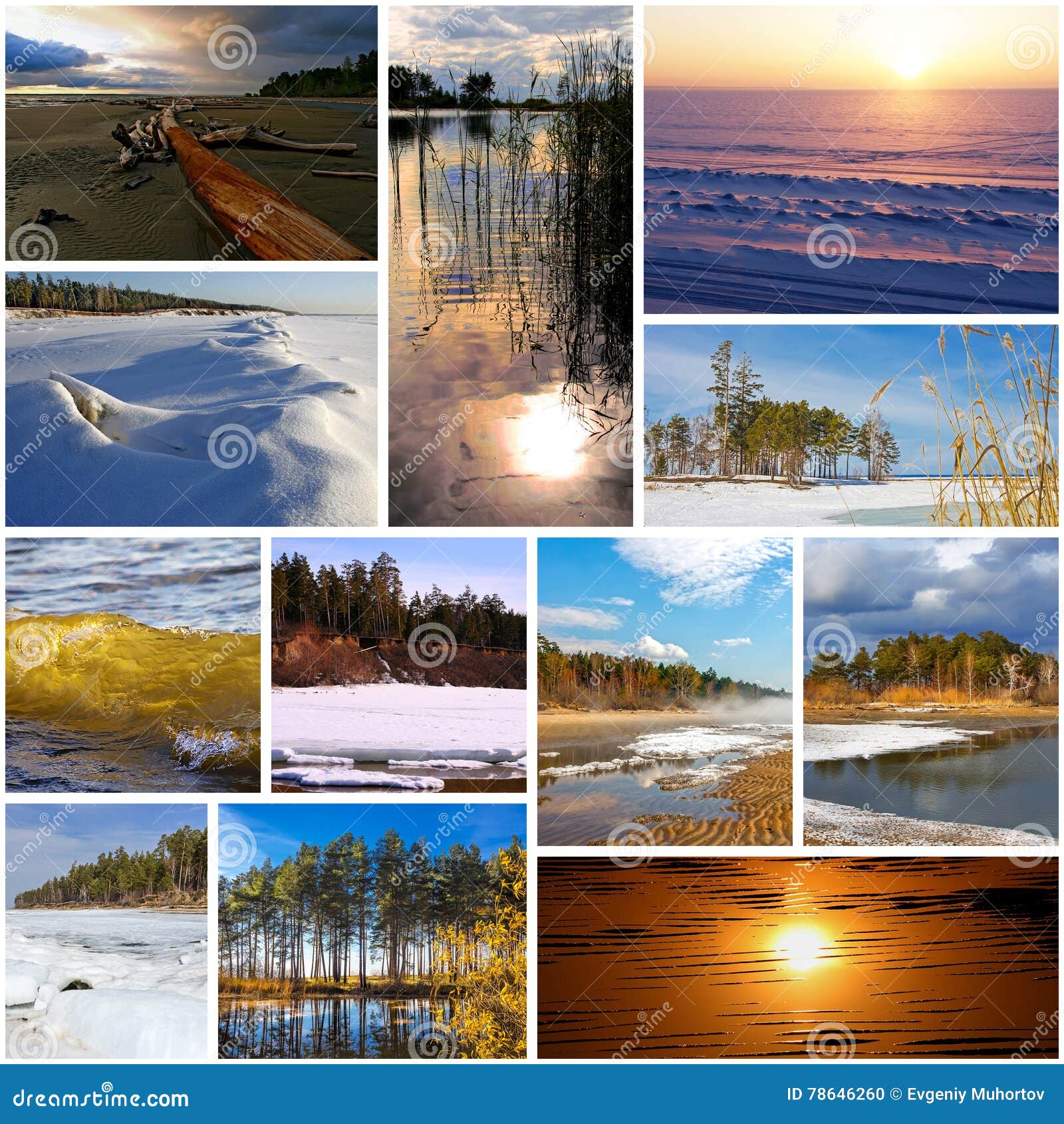 Collage Of Sea And River Fish Exotic Fish On White Background Isolated ...