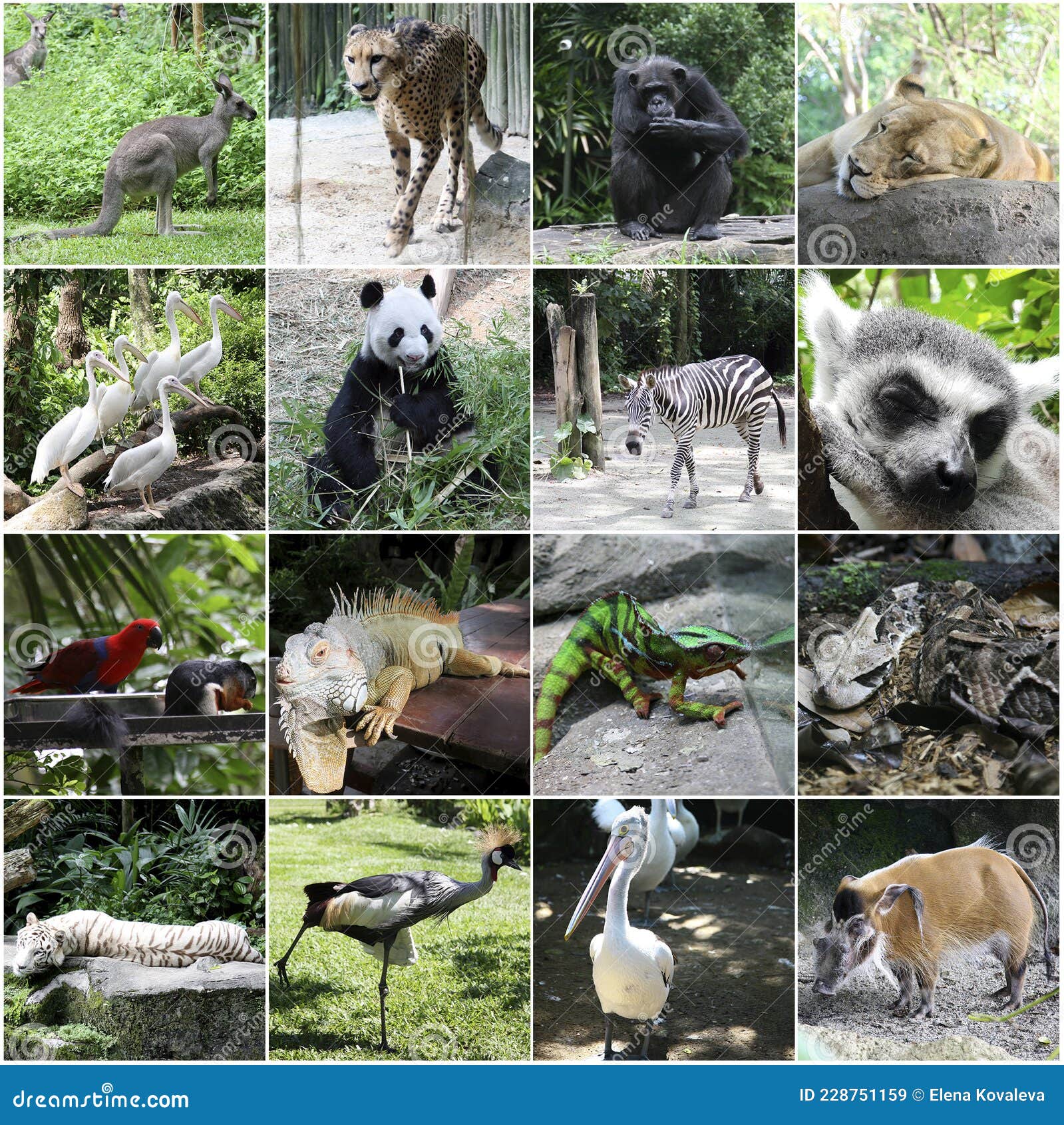 Collage of Pictures of Different Animals Stock Image - Image of zebra ...