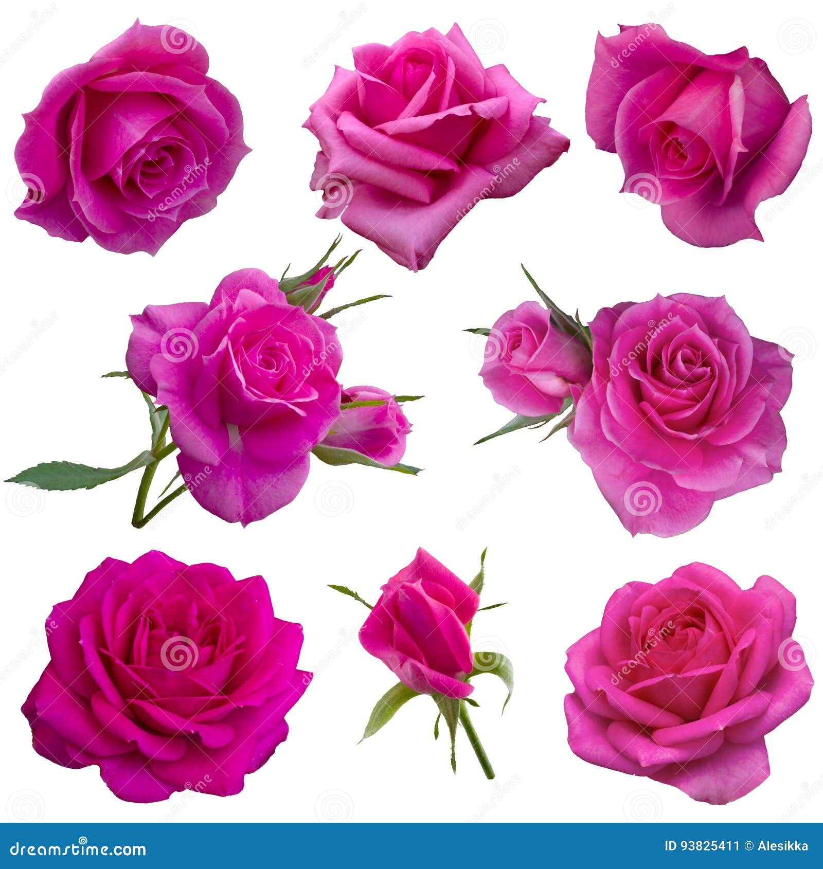Collage of pink roses stock illustration. Illustration of full - 93825411