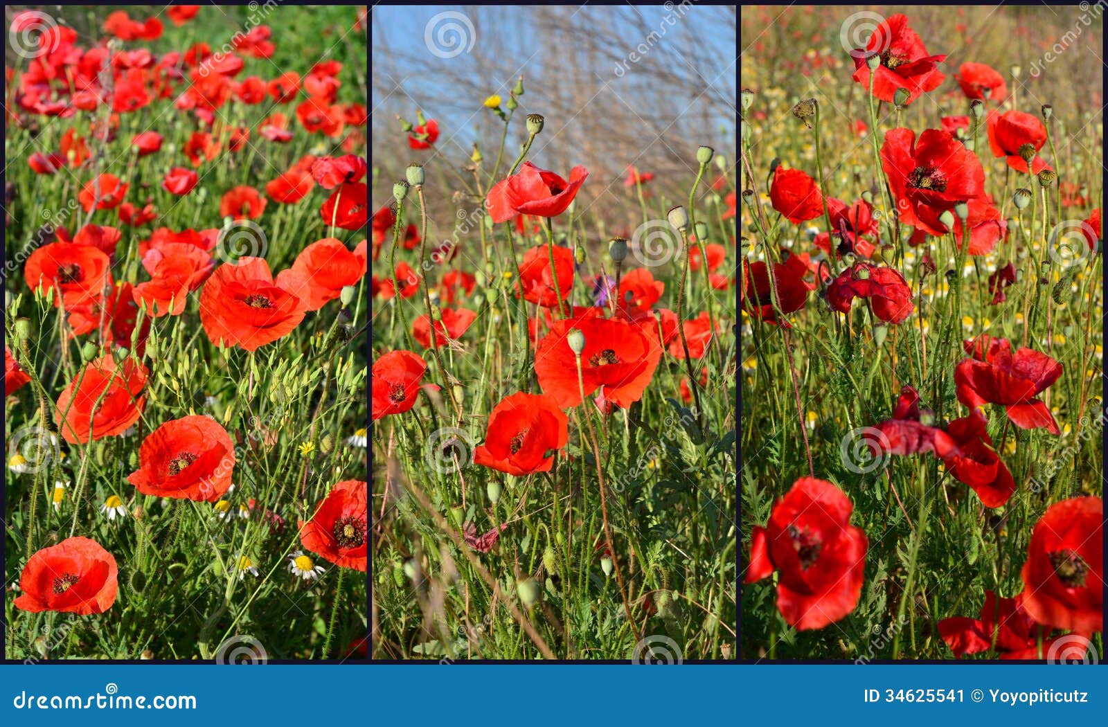 Collage of poppies stock image. Image of blossom, idyllic - 34625541