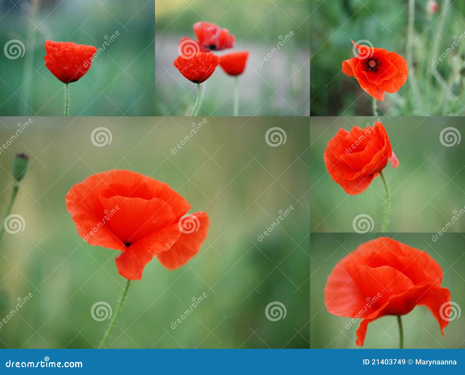 Collage of poppy flower stock image. Image of meadow - 21403749