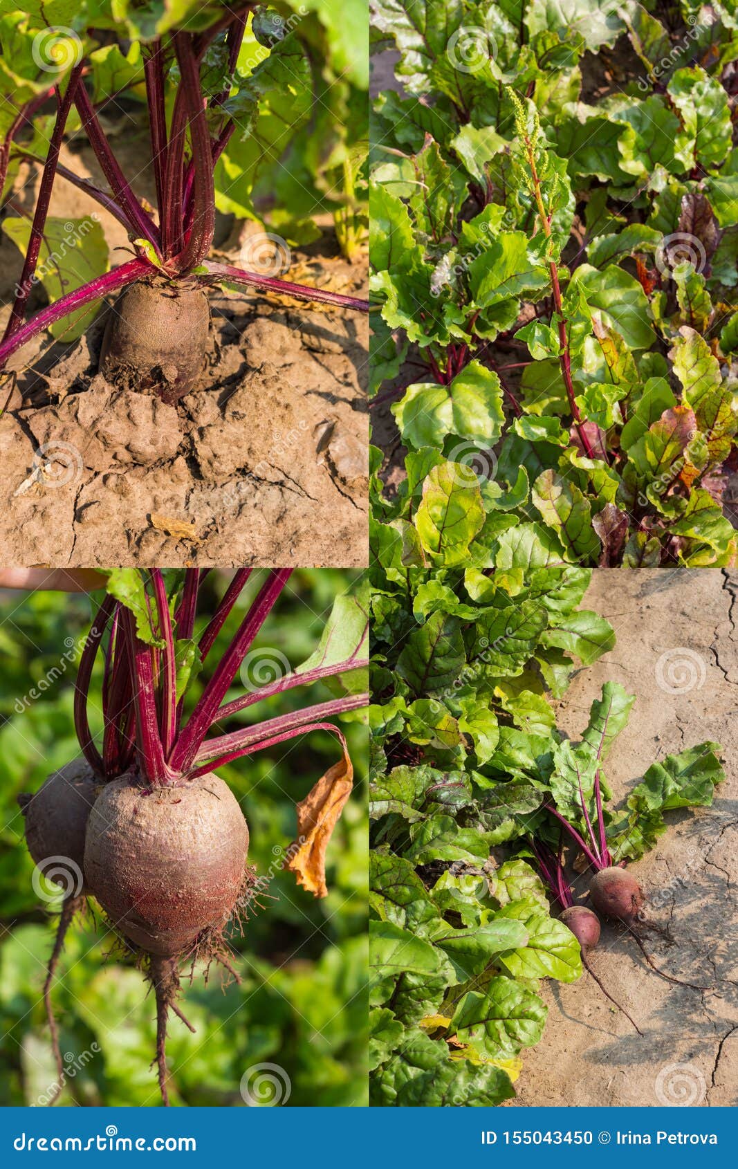 Collage, Red Beet Roots Growing in the Garden Stock Photo - Image of ...