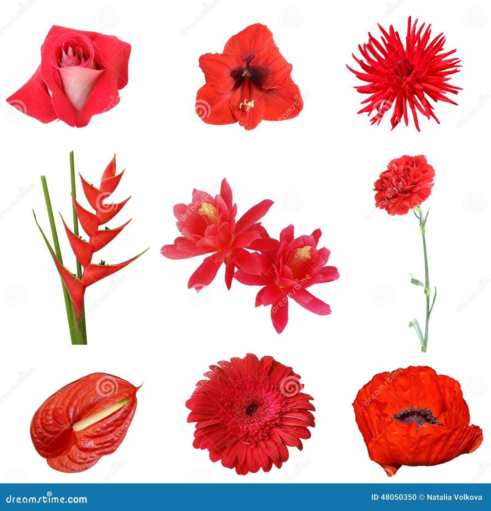 Types Of Red Flowers Names