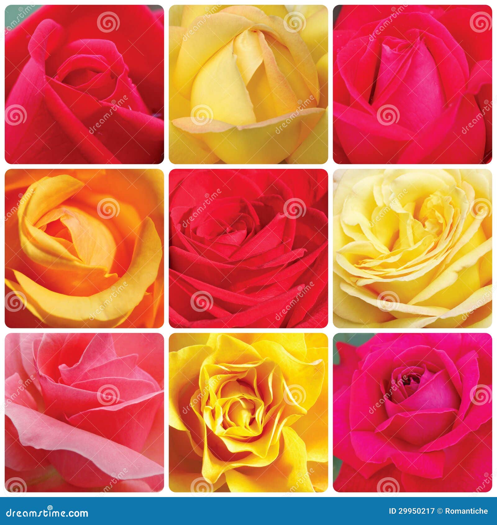 Collage with roses stock image. Image of macro, fragrance - 29950217