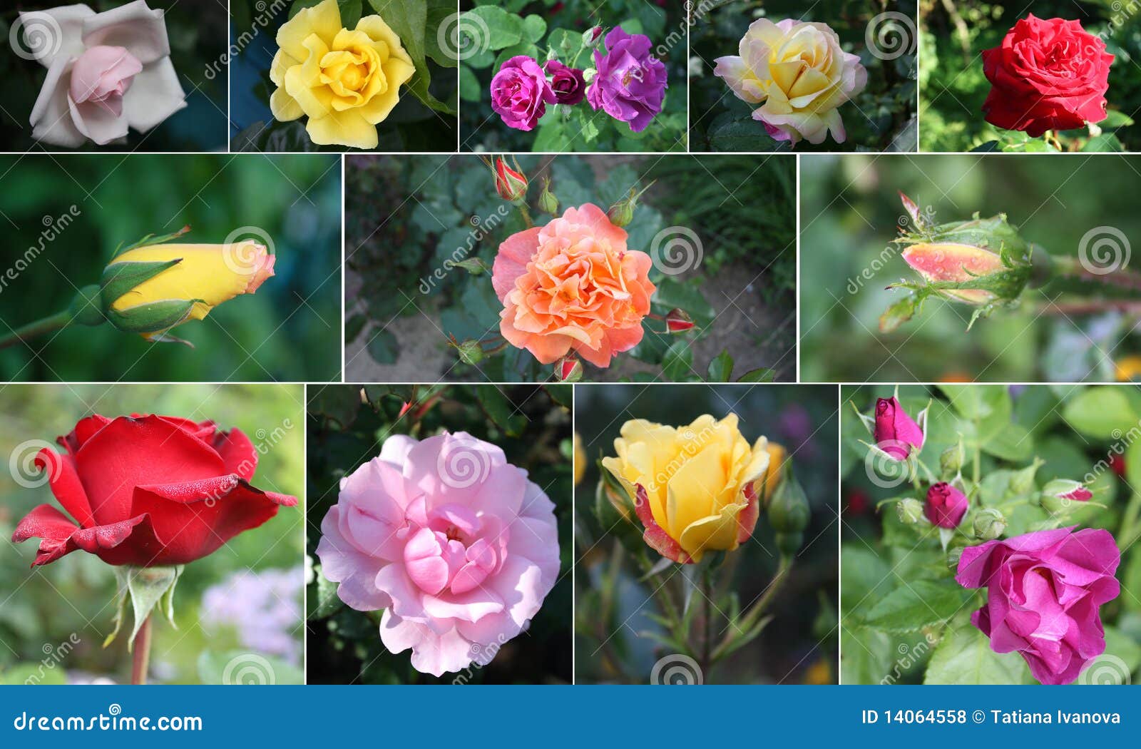Collage from roses stock photo. Image of mood, orange - 14064558