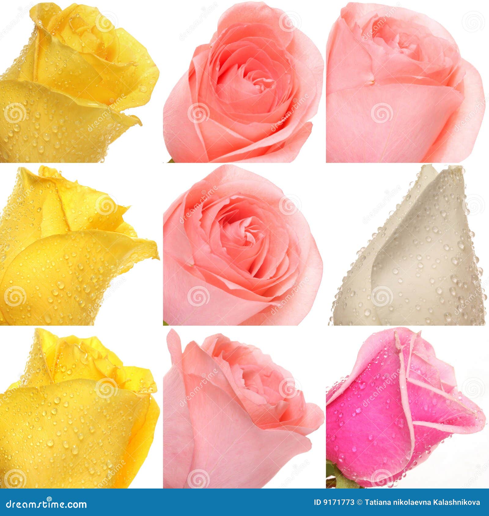 Collage of Roses from Photos Stock Image - Image of pink, fragility ...