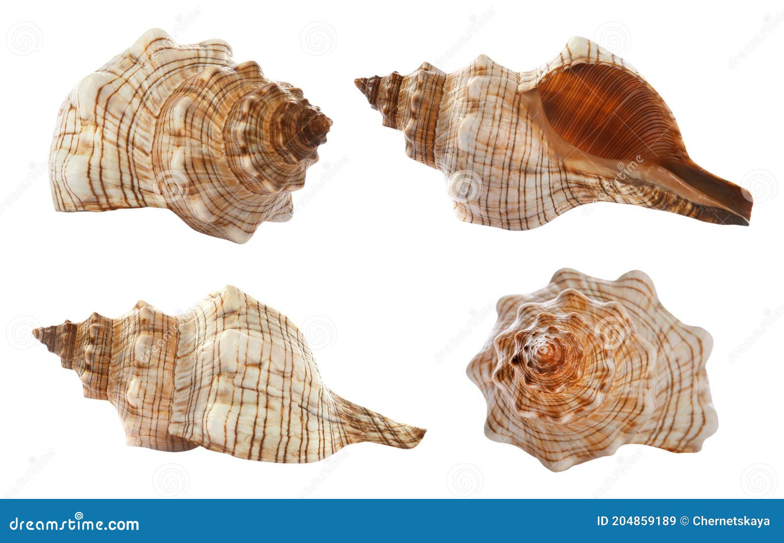 Collage with Beautiful Sea Shell on White Background, View from ...