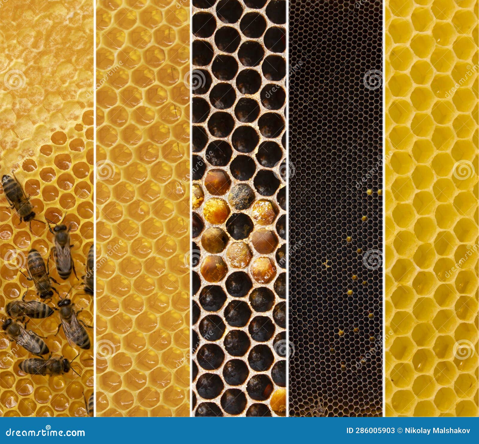 Collage Set of Honeycombs, Light and Dark Honeycombs with and without ...