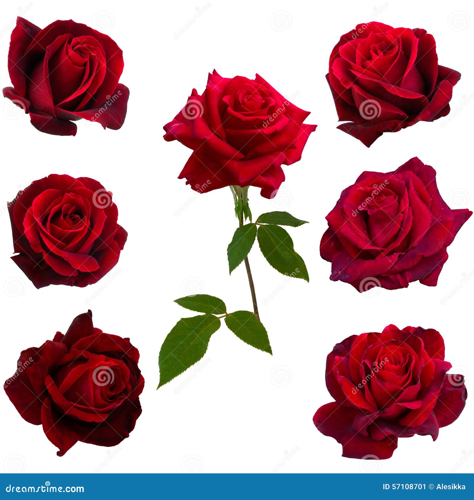 Different Types Of Red Flowers